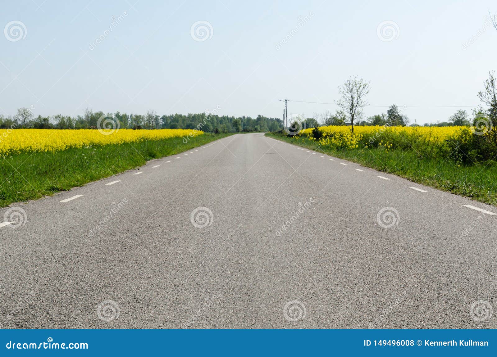 Ground Level View of an Asphalt Road with Rapeseed Fields by Roadside ...