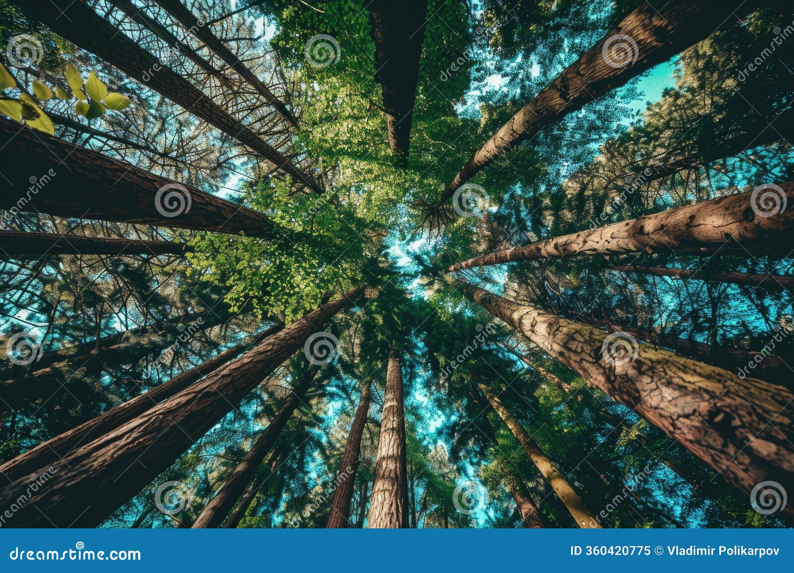 Ground-level View of a Dense Forest, Looking Upwards at Towering Trees ...