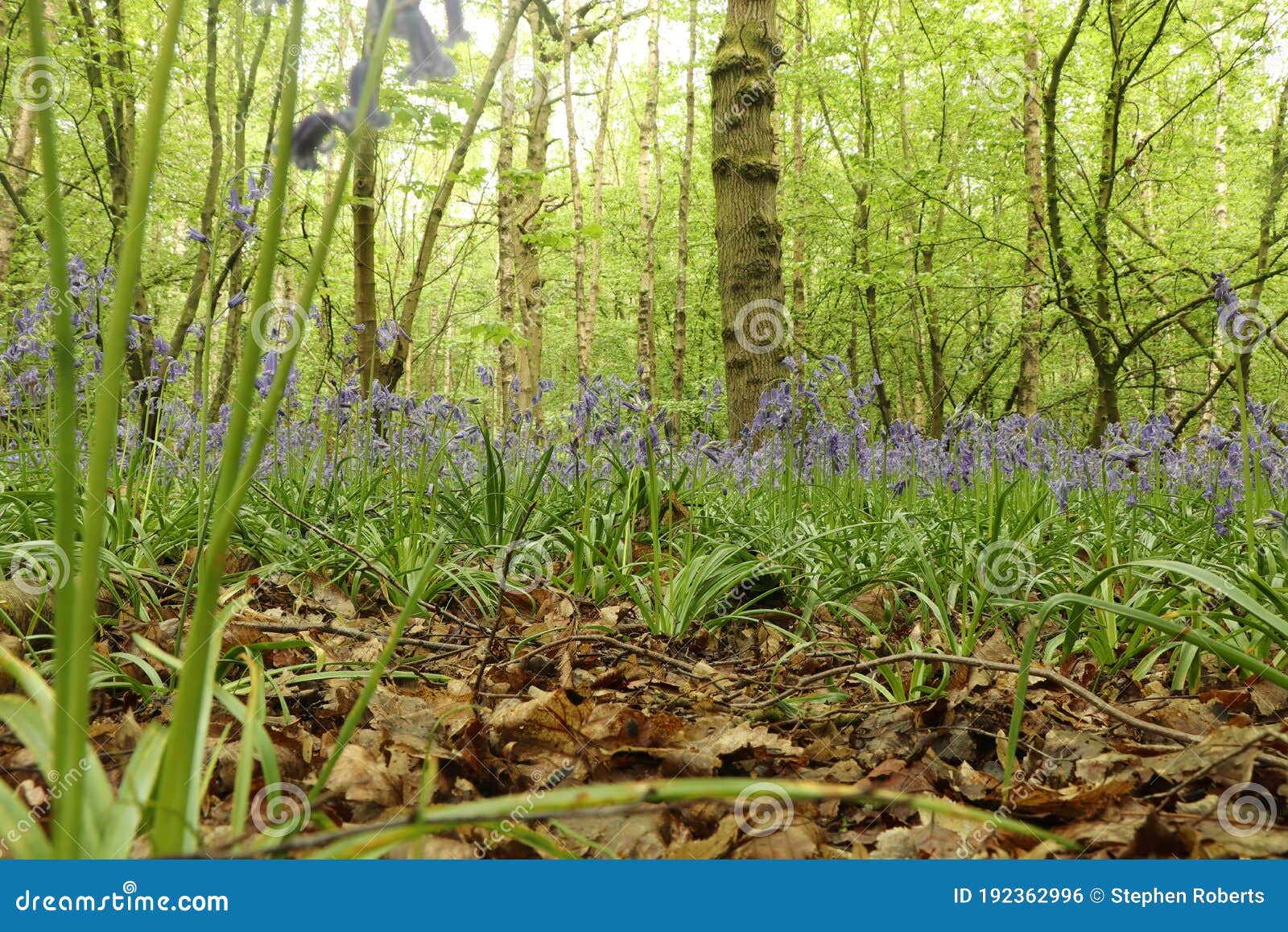 Ground Level View of the Flora on the Forest Floor Stock Photo - Image ...