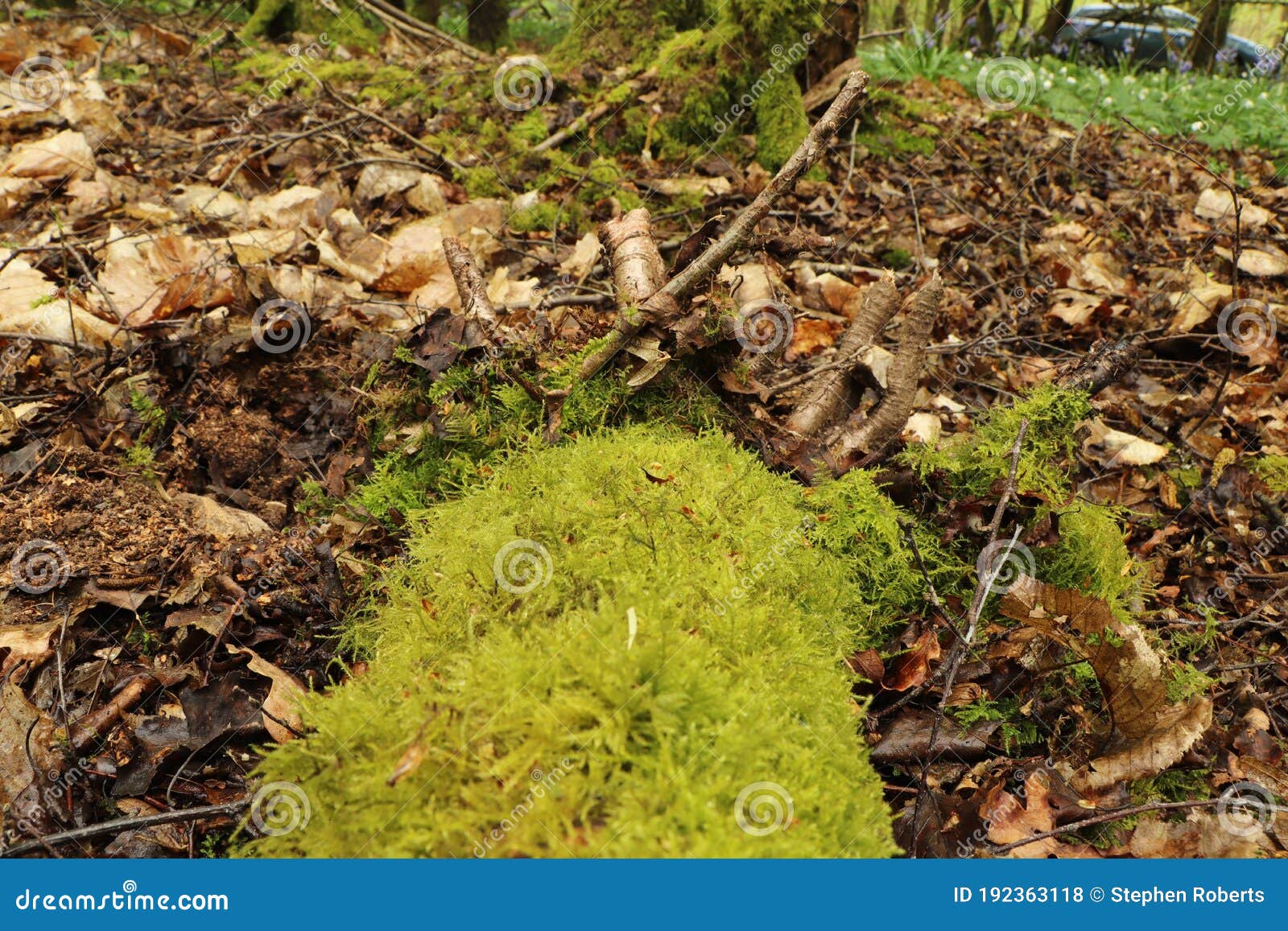 Ground Level View of the Flora on the Forest Floor Stock Photo - Image ...