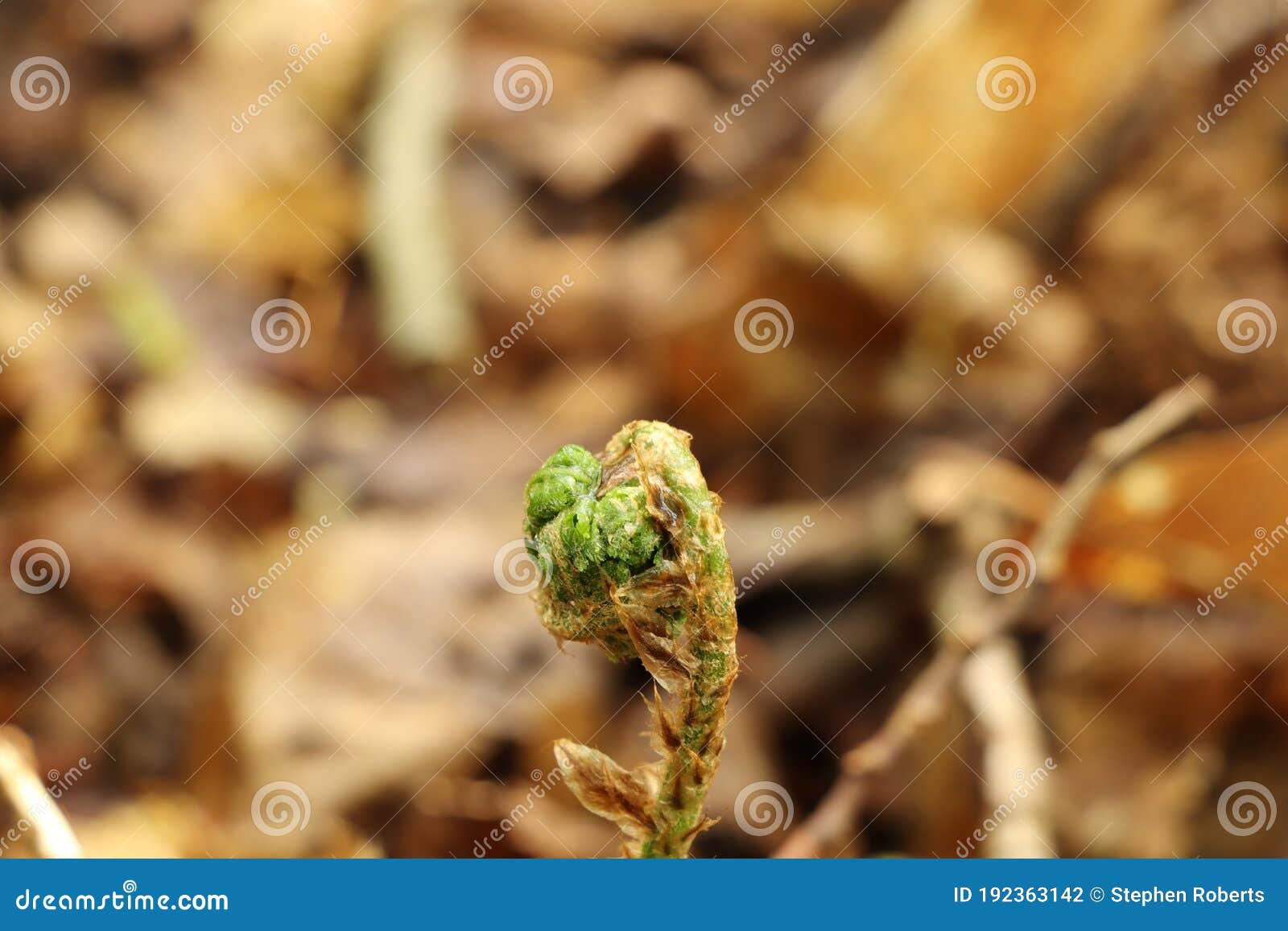 Ground Level View of the Flora on the Forest Floor Stock Photo - Image ...