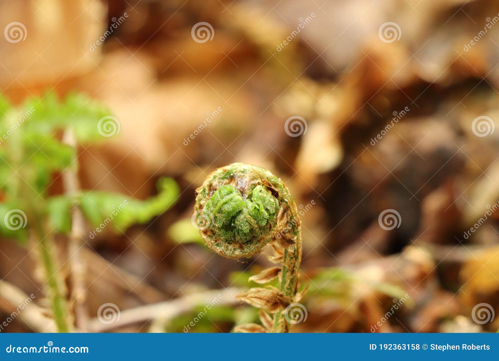 Ground Level View of the Flora on the Forest Floor Stock Photo - Image ...