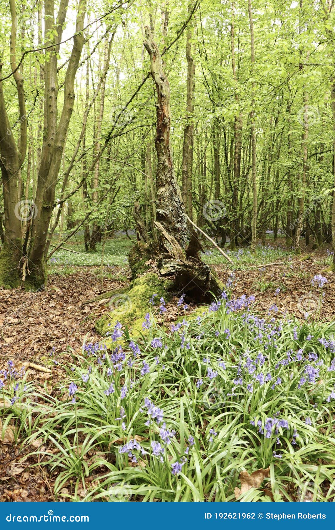 Ground Level View of the Flora on the Forest Floor Stock Photo - Image ...