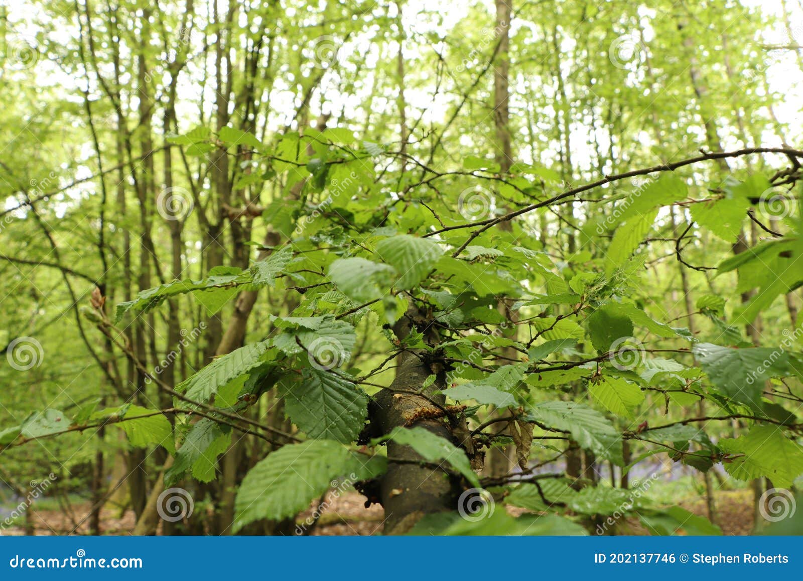 Ground Level View of the Flora on the Forest Floor Stock Photo - Image ...