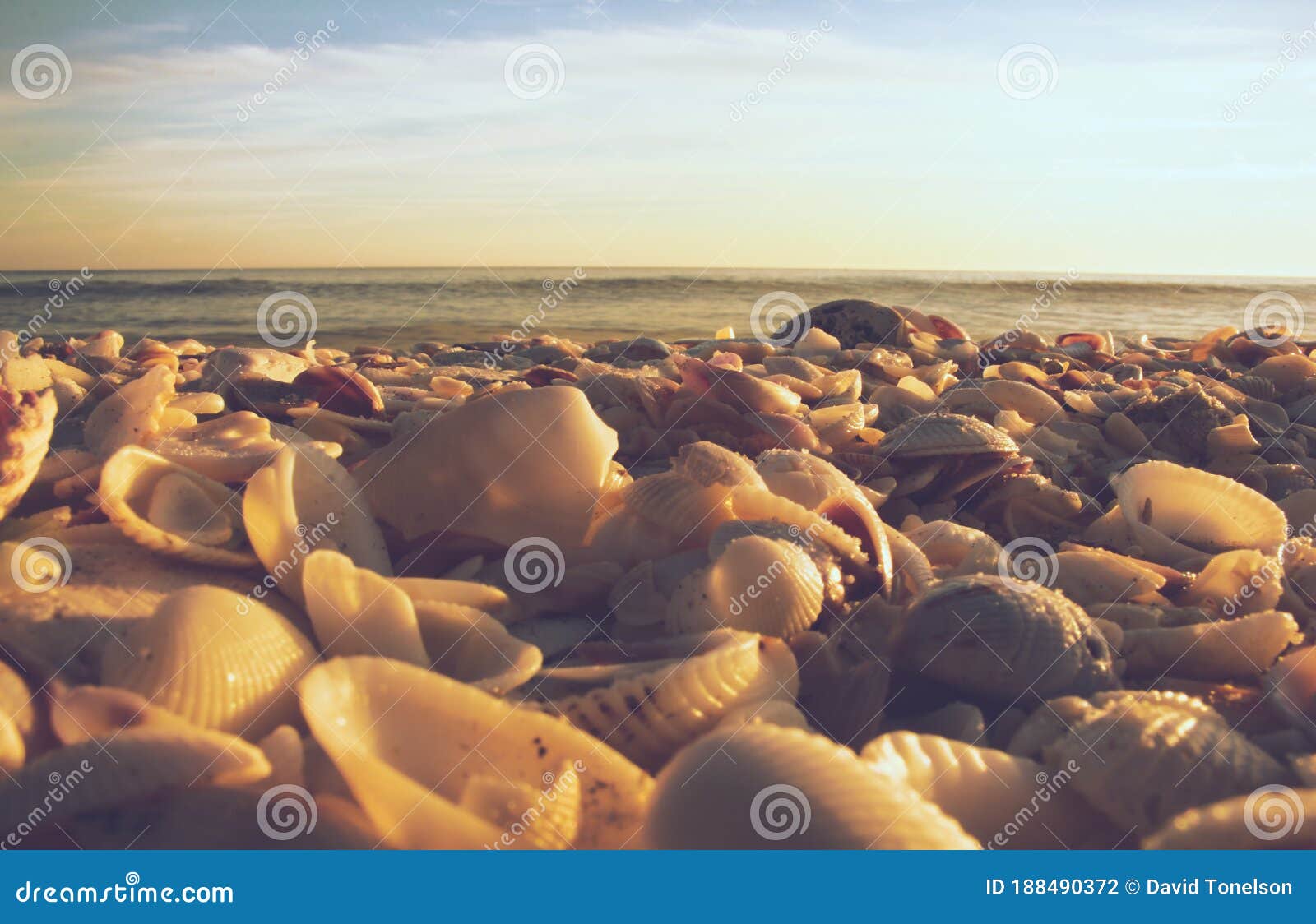 Glistening shells stock photo. Image of animal, floor - 188490372
