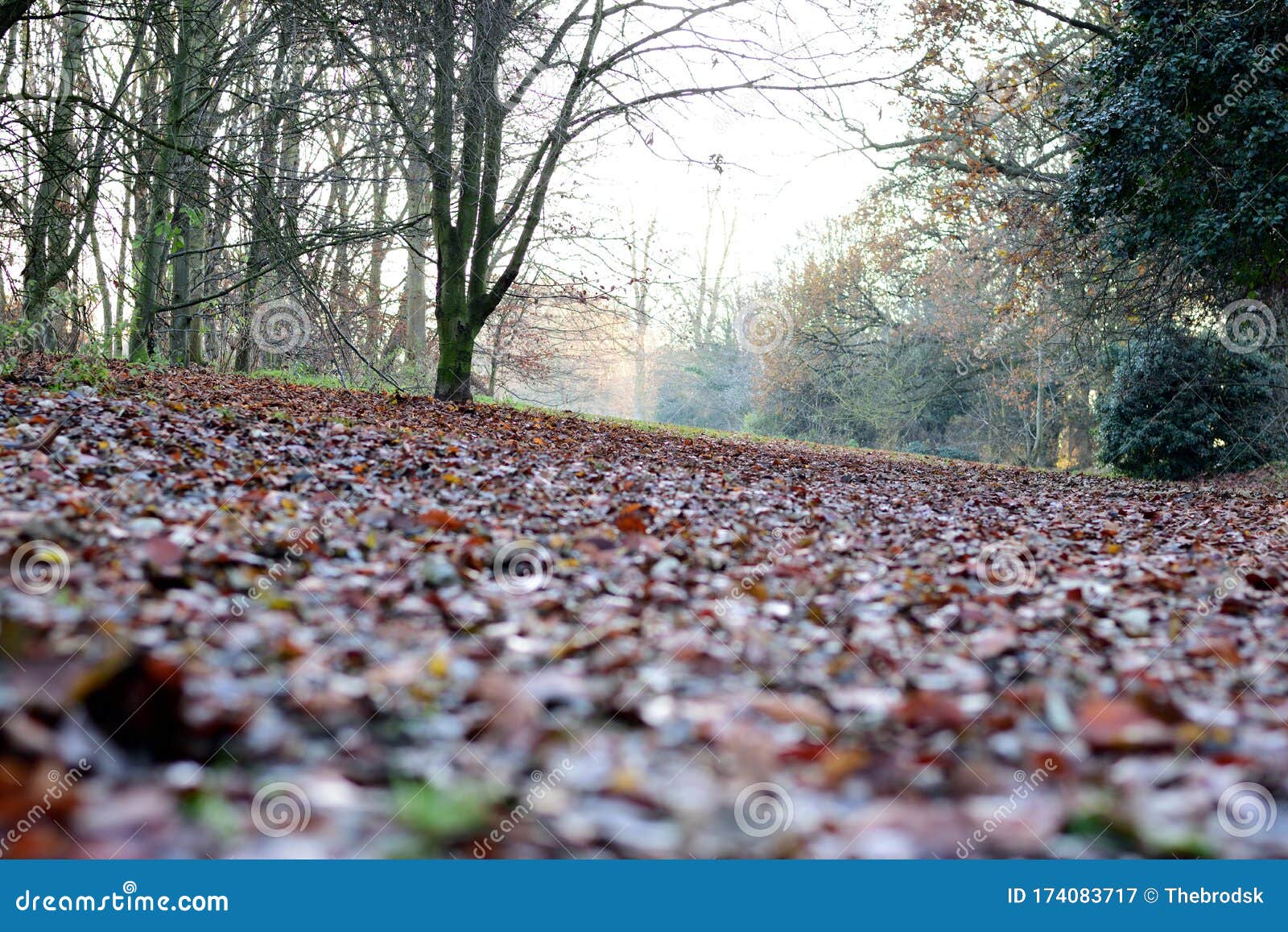 Ground Level View of Park Floor Stock Image - Image of ground, tree ...