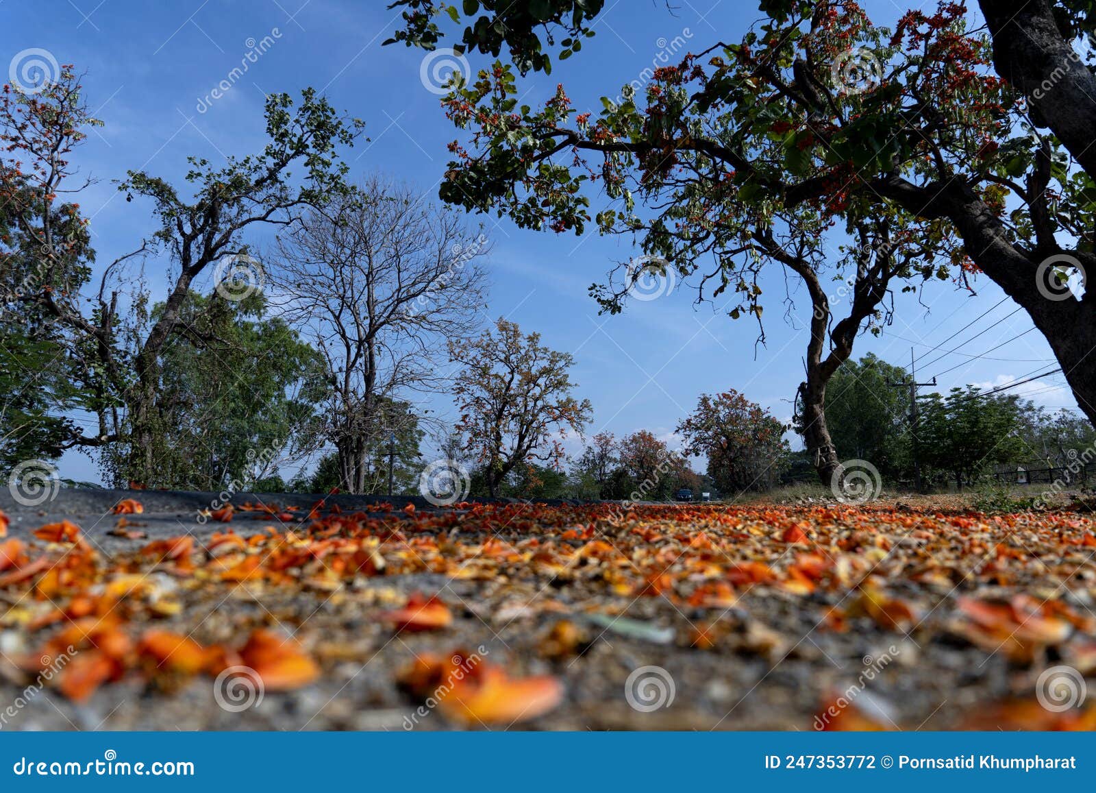 Ground Level View of Road Where Flower Petals Fall on the Ground in ...