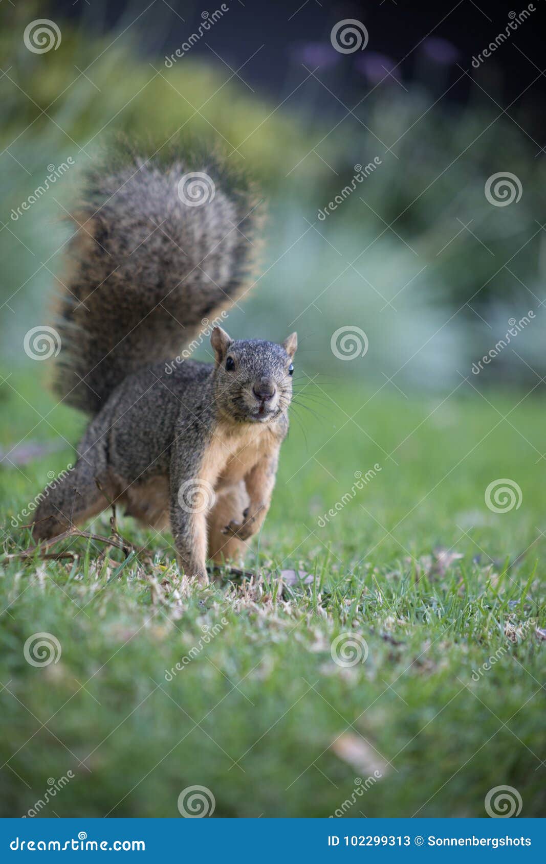Single Red Squirrel - Latin Sciurus Vulgaris - On A Tree Branch During ...