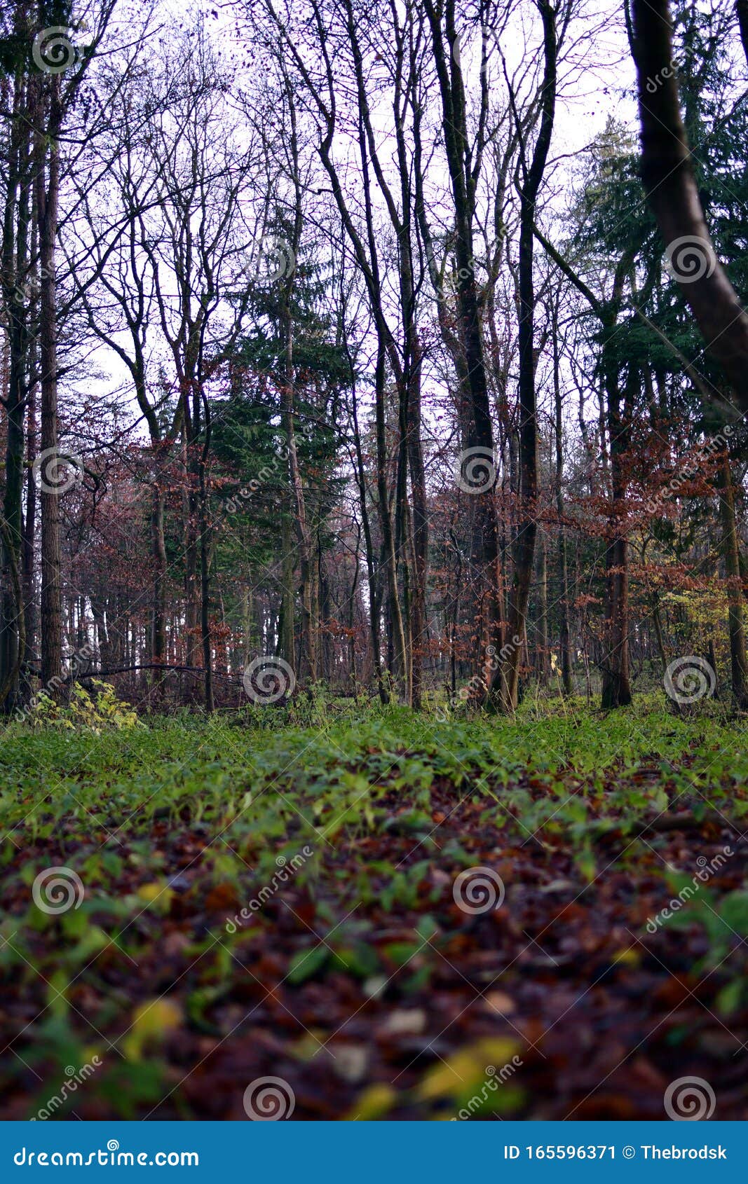 Ground Level View of Trees in a Woodland in Gloucestershire Stock Image ...