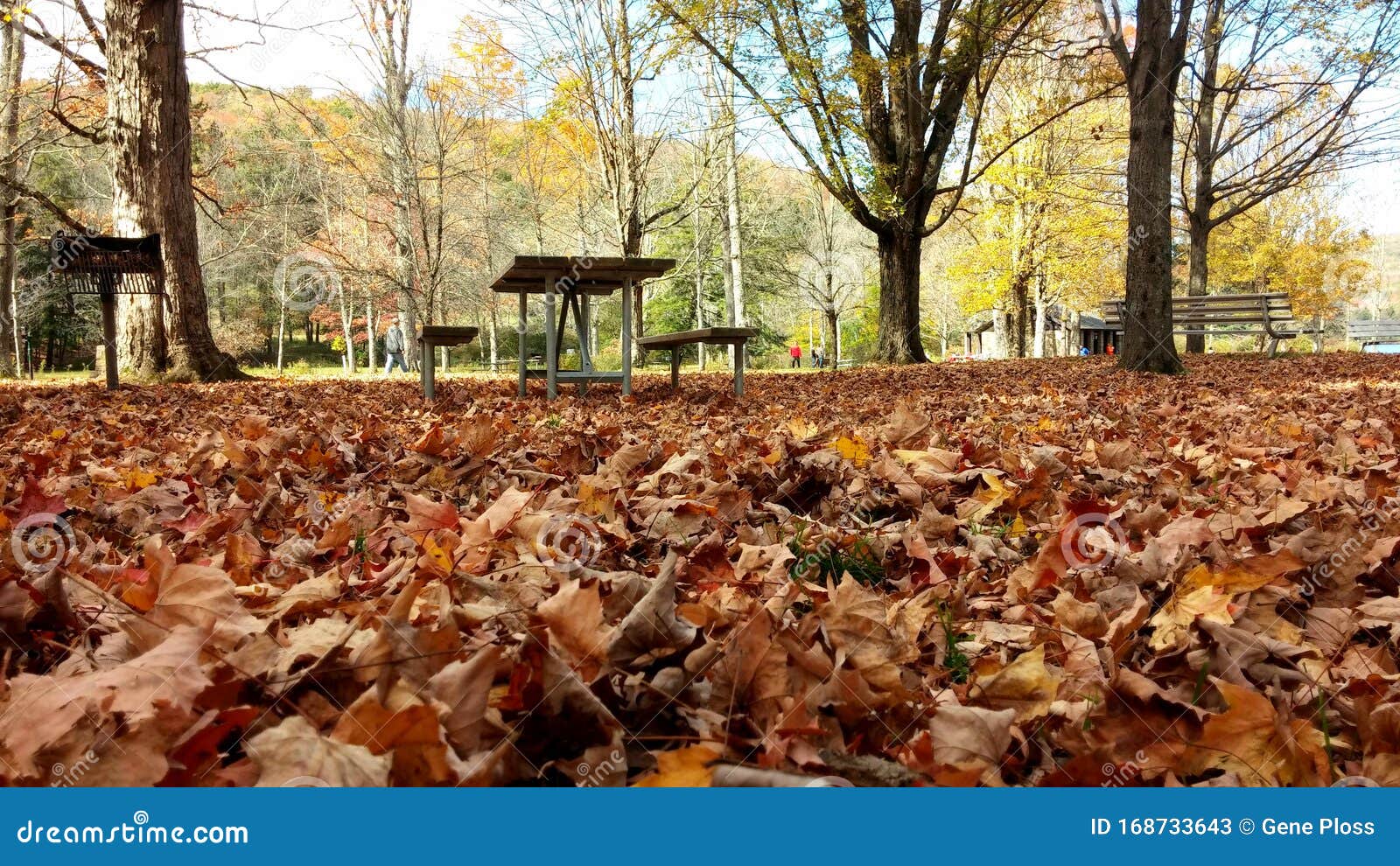 Ground Level, Worm& X27;s Eye View Fall Leaves with Trees, Table, Bbq ...