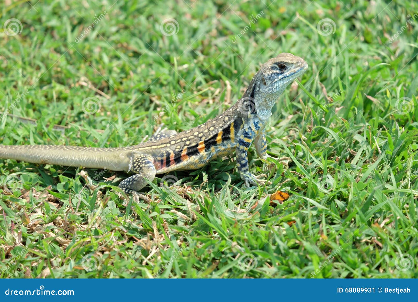 Ground lizard stock image. Image of creature, predator - 68089931