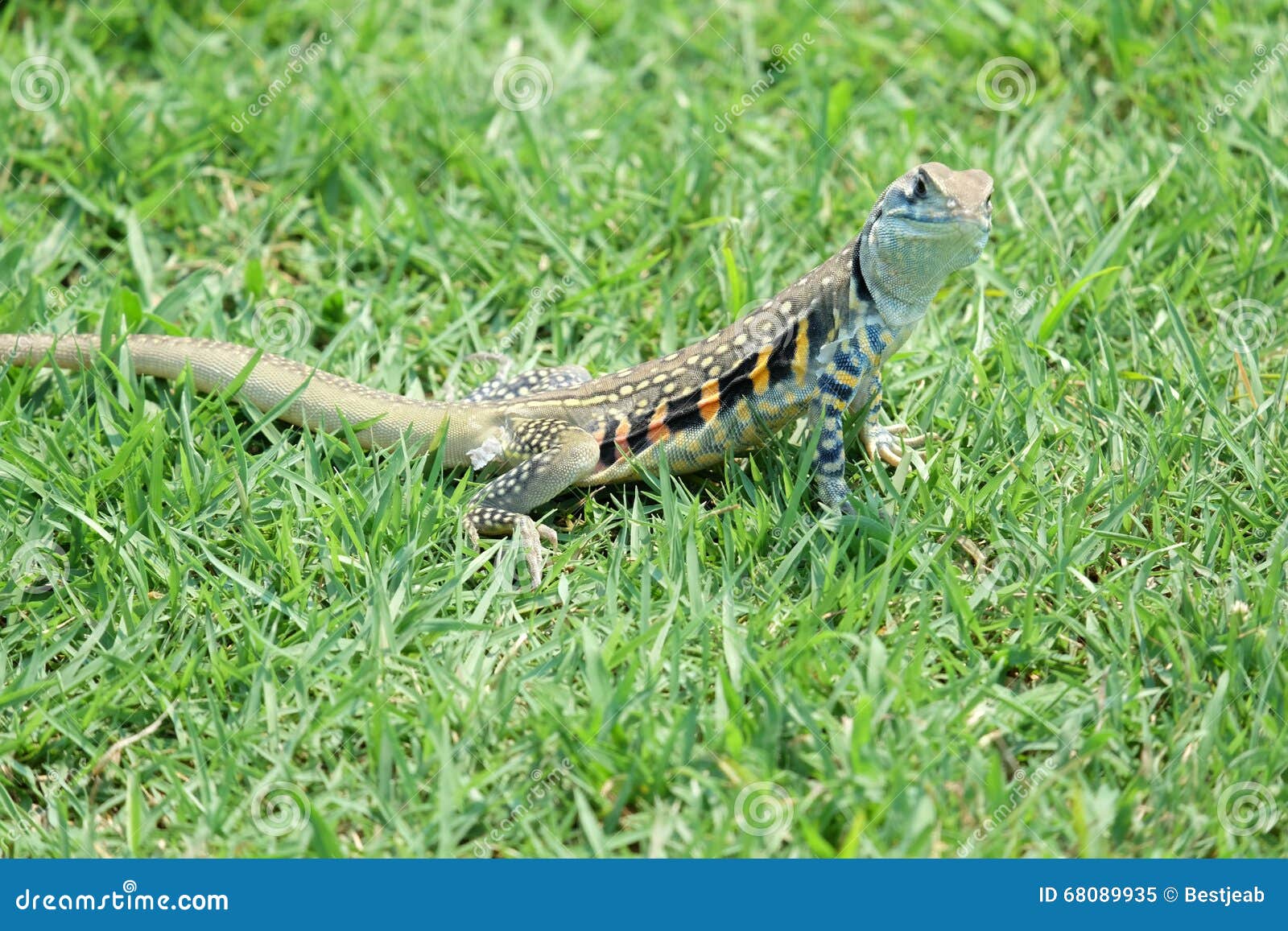 Ground lizard stock image. Image of nature, beautiful - 68089935