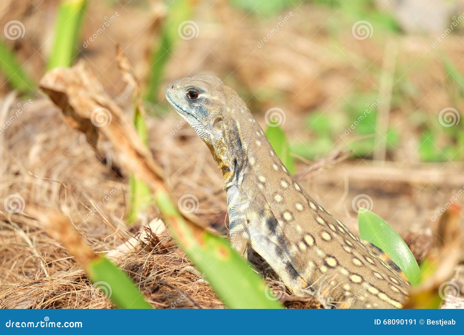 Ground lizard stock image. Image of colorful, endangered - 68090191