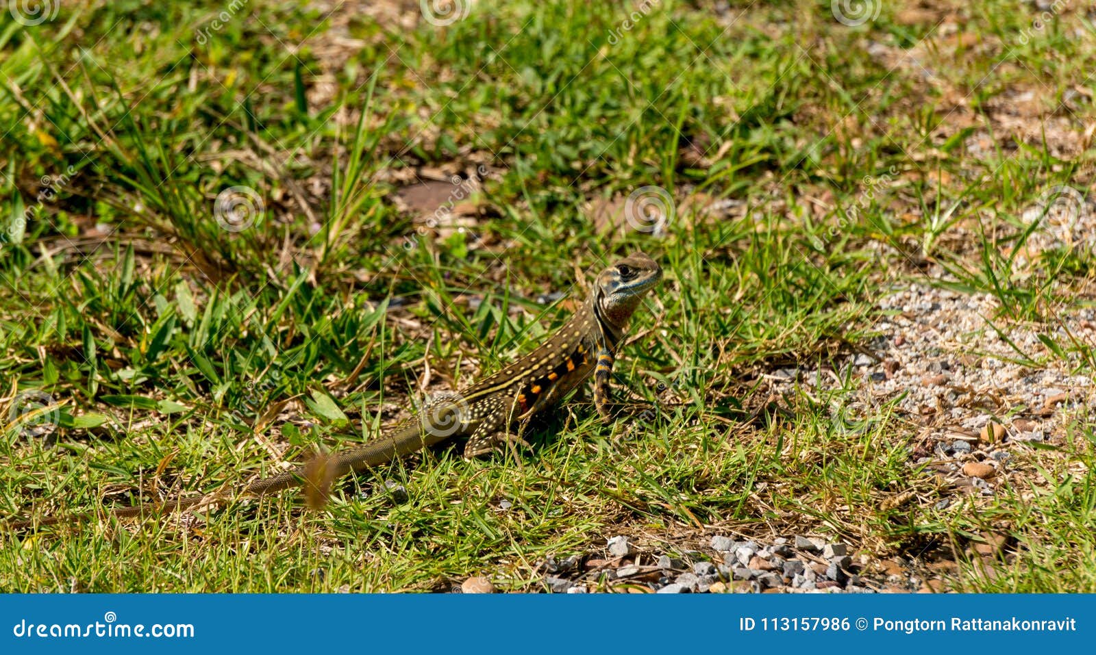 Ground lizards on ground stock photo. Image of natural - 113157986