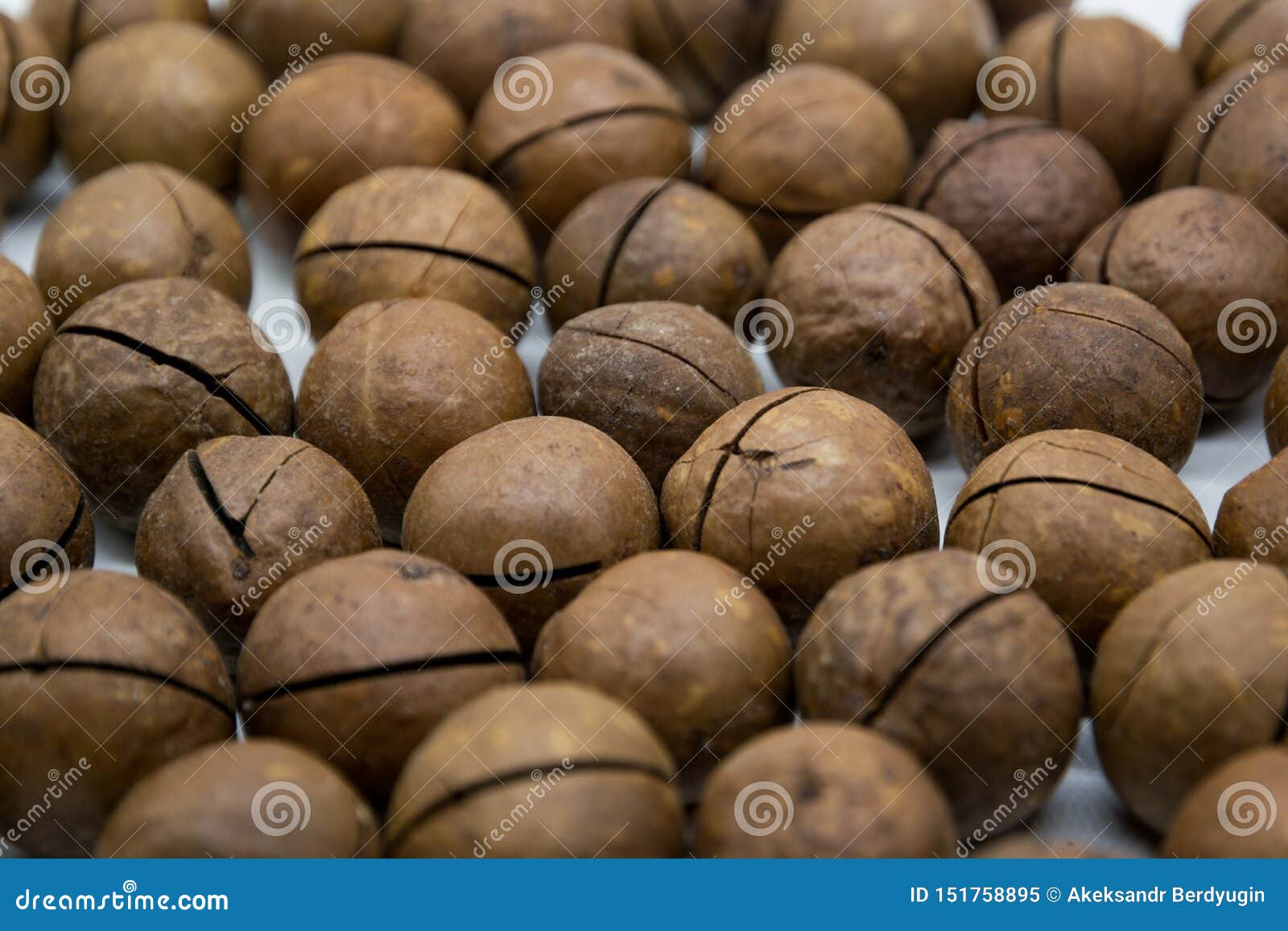 The Ground of Macadamia Nut with Shell, Macadamia Healthy Fruit ...