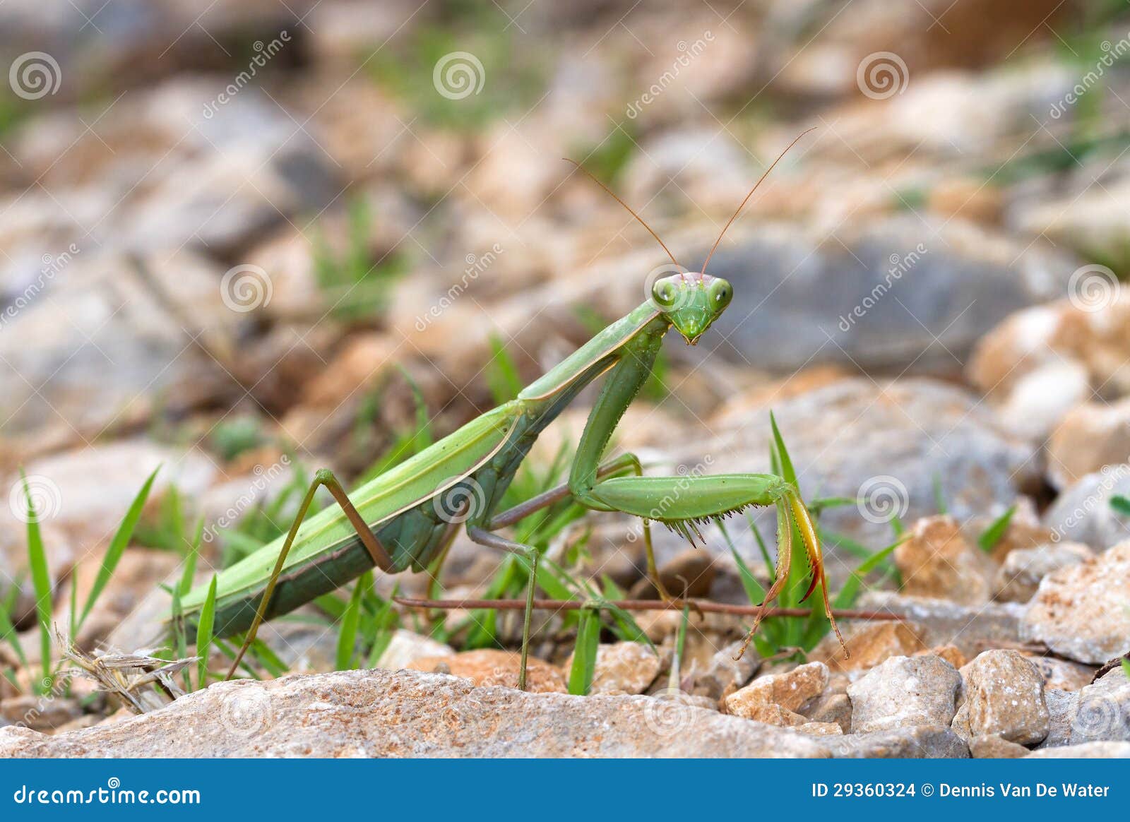 Ground Mantis stock photo. Image of head, camouflage - 29360324