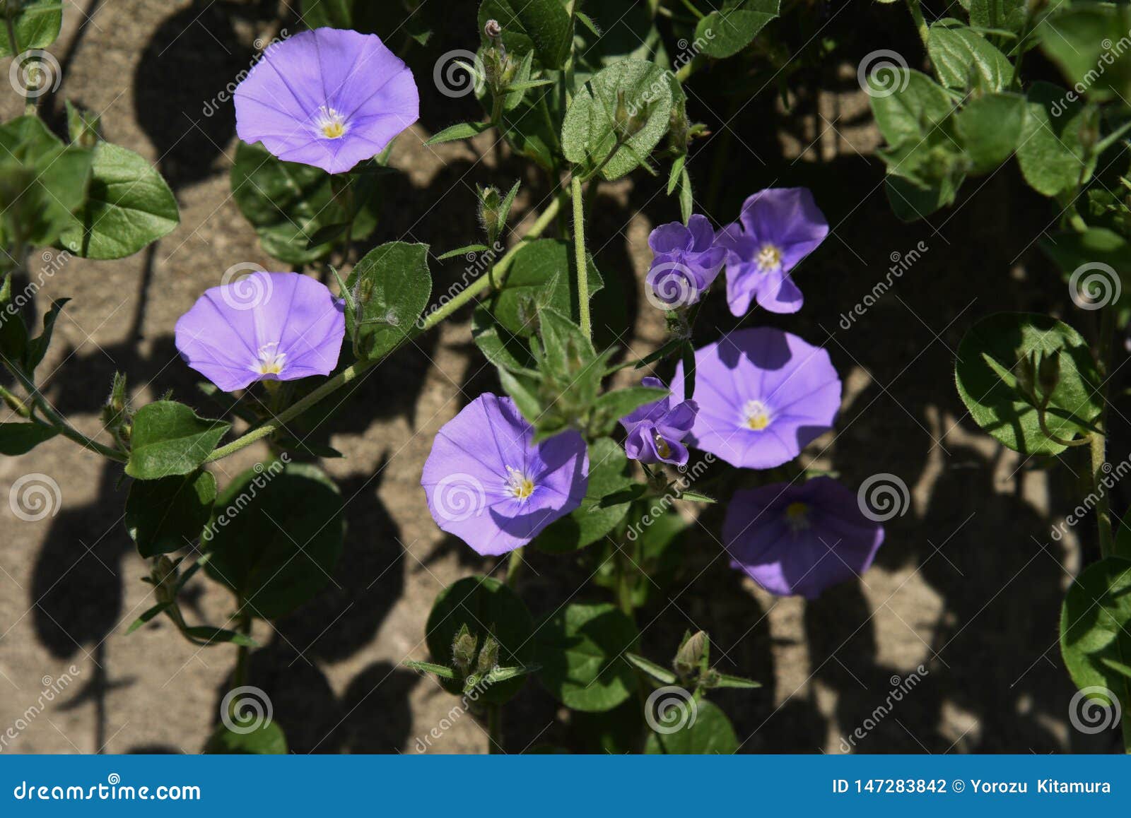 Ground morning glory stock photo. Image of flower, outdoor - 147283842