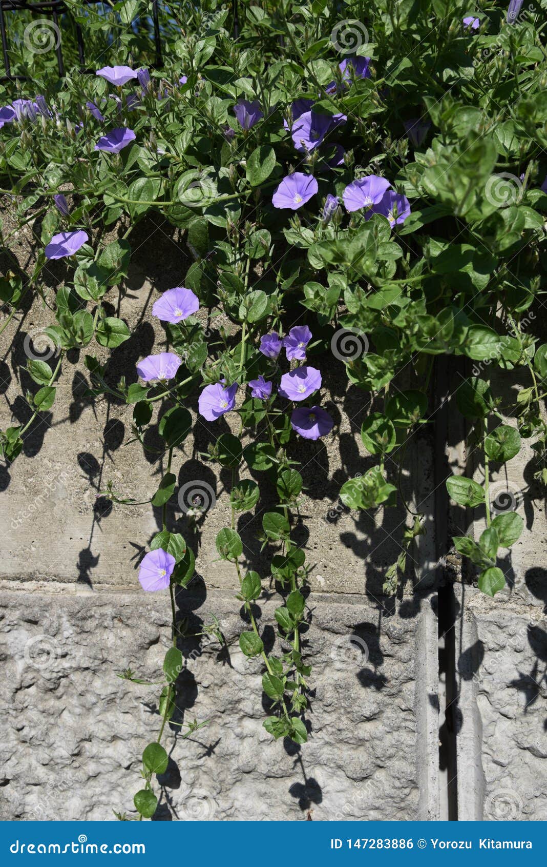 Ground morning glory stock photo. Image of ground, botany - 147283886