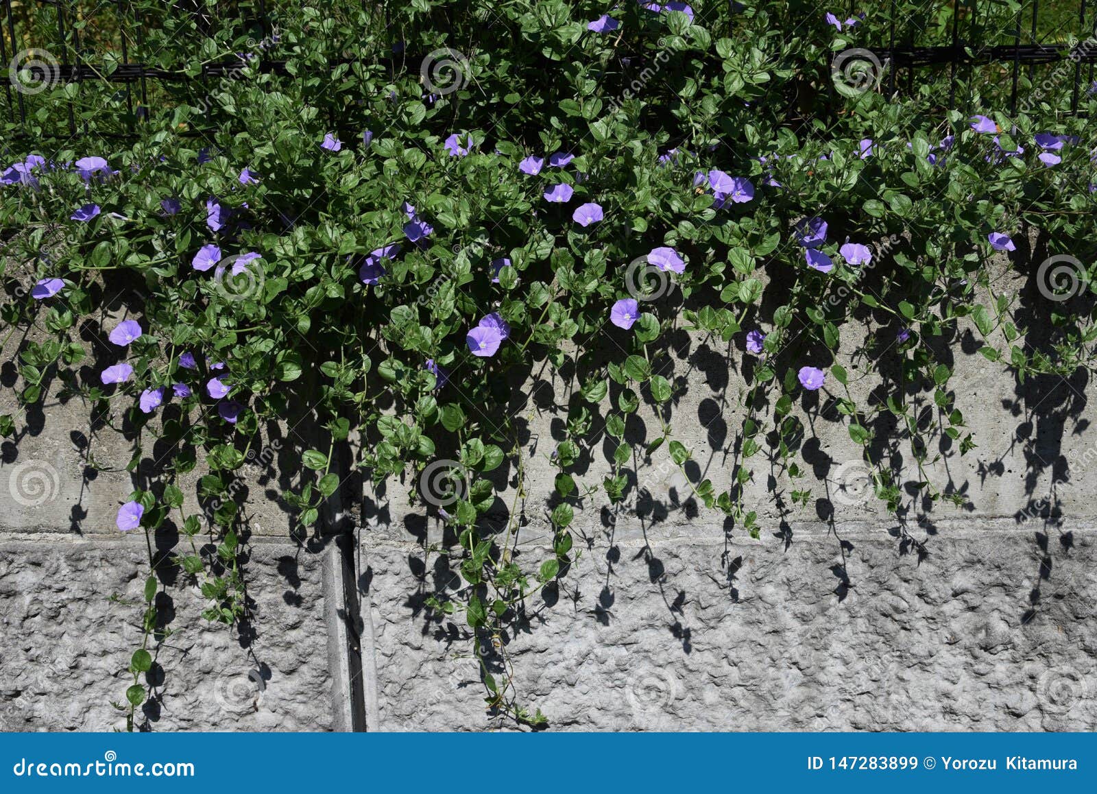 Ground morning glory stock image. Image of park, blooming - 147283899