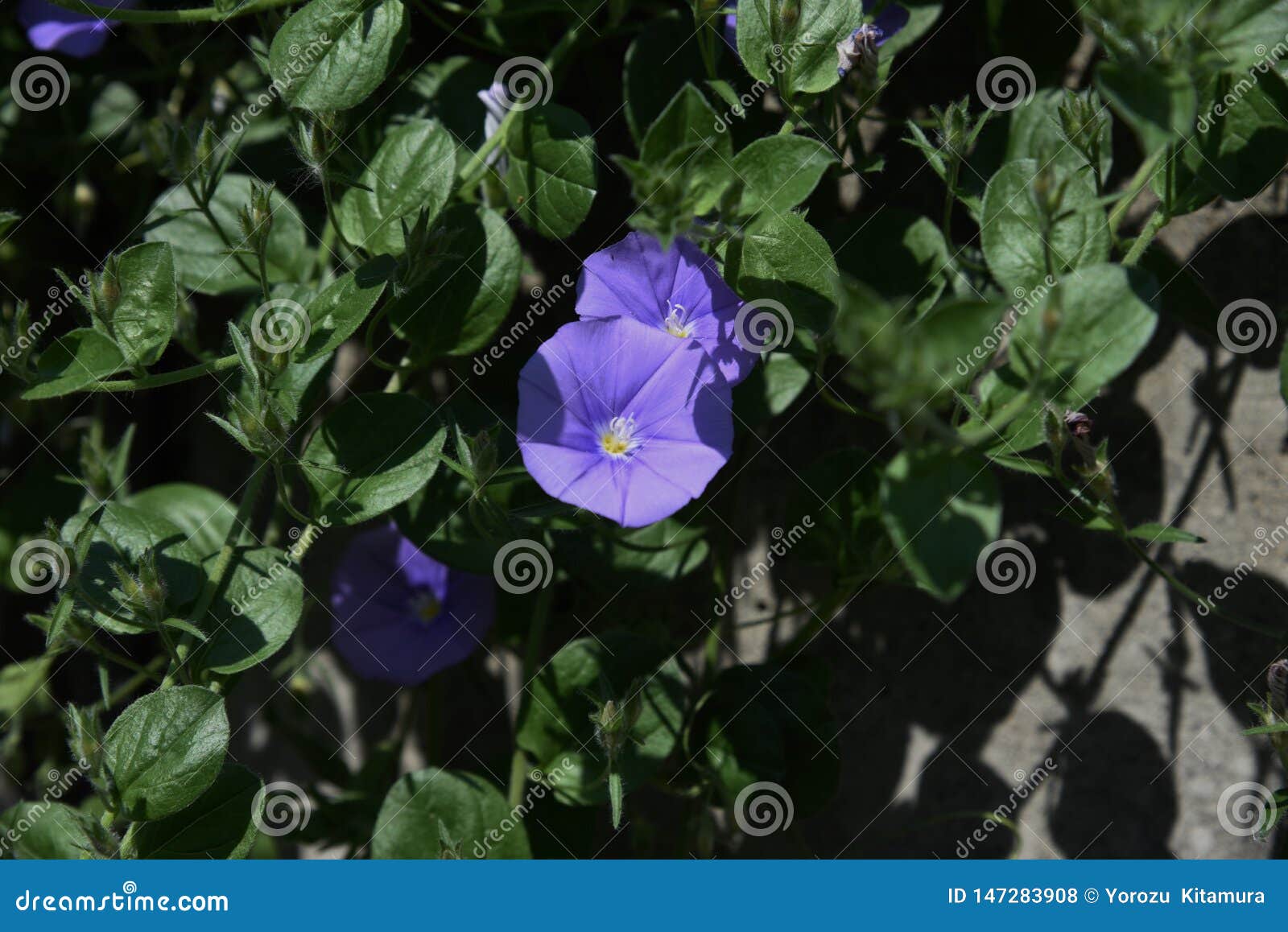 Ground morning glory stock photo. Image of glory, beautiful - 147283908