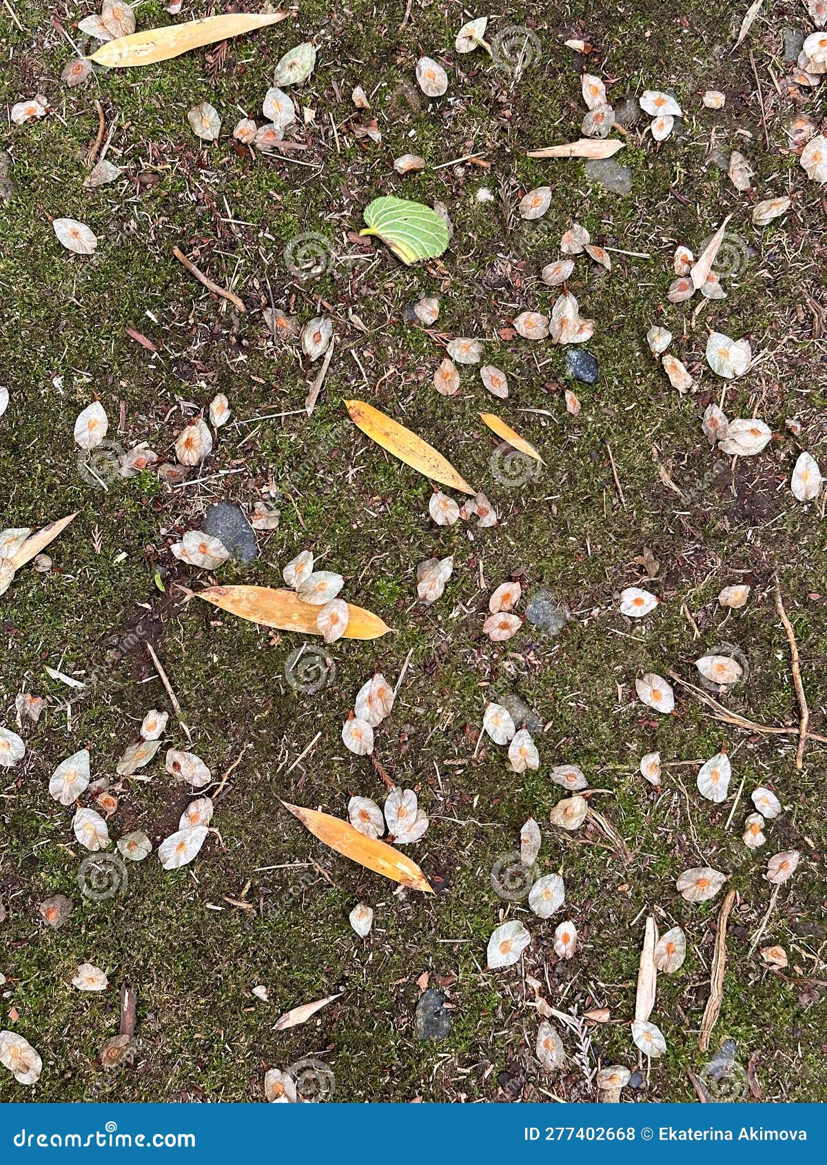 Ground, Moss and Leaves - Forest Path Background Stock Photo - Image of ...