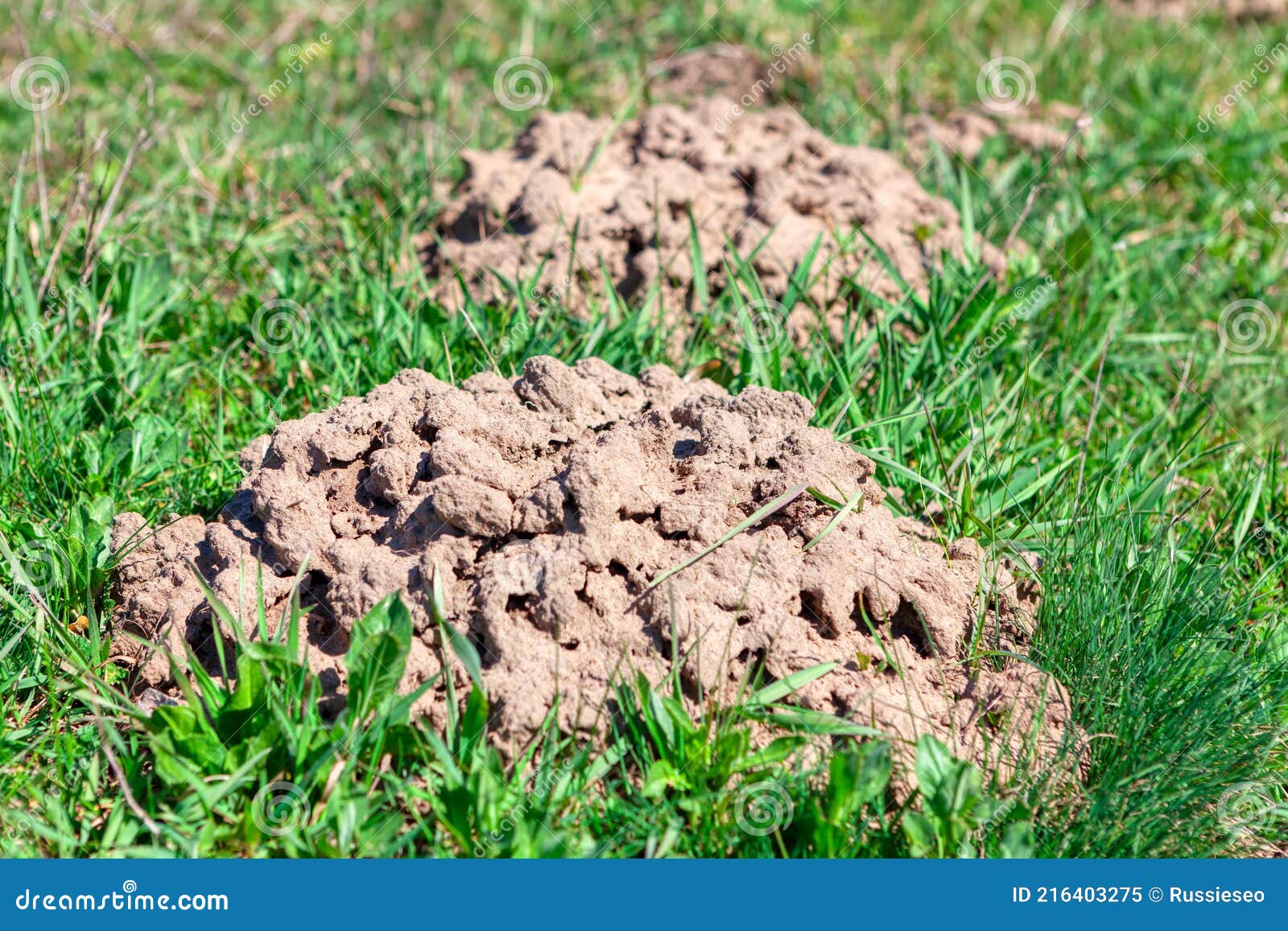 Mounds made by gopher stock image. Image of underground - 216403275