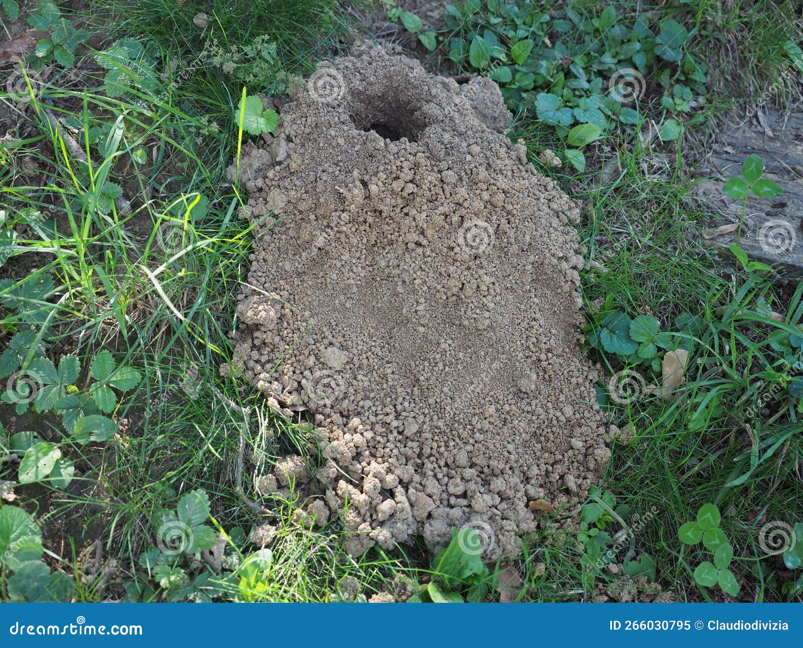Ground nest in the lawn stock image. Image of animals - 266030795