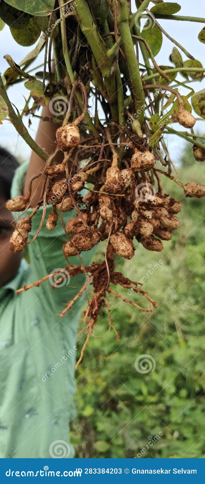 Ground nut stock image. Image of ground, production - 283384203