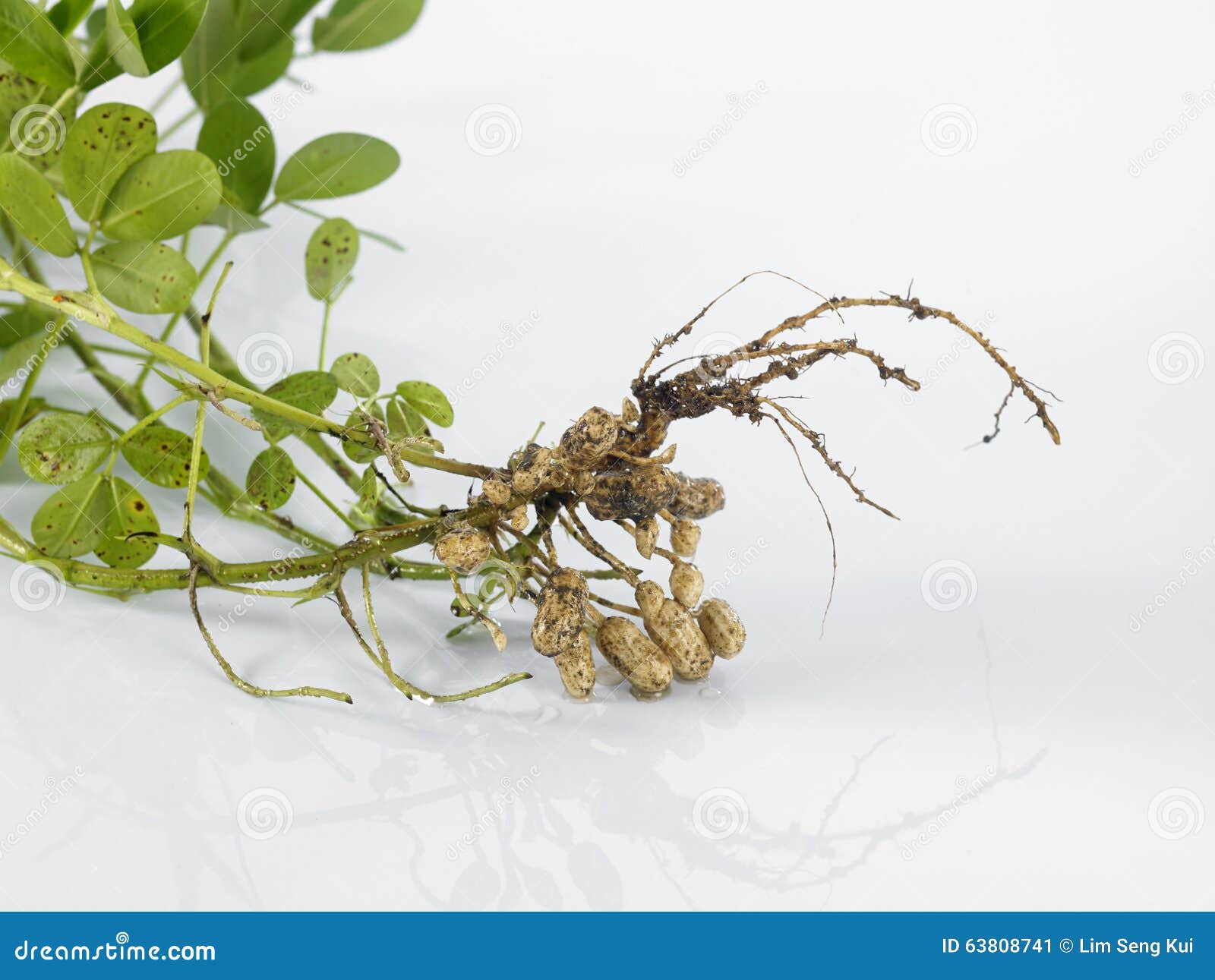 Ground nut stock image. Image of shell, white, harvest - 63808741