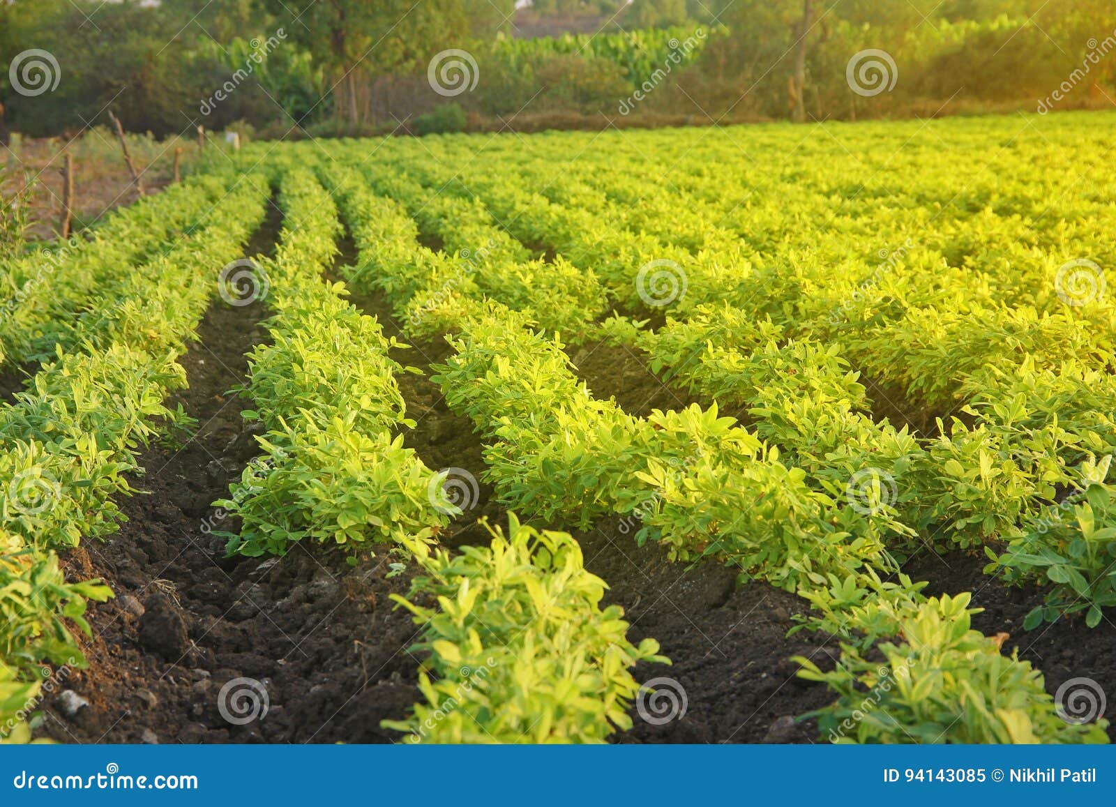 Ground Nuts Farm stock image. Image of farming, plant - 94143085
