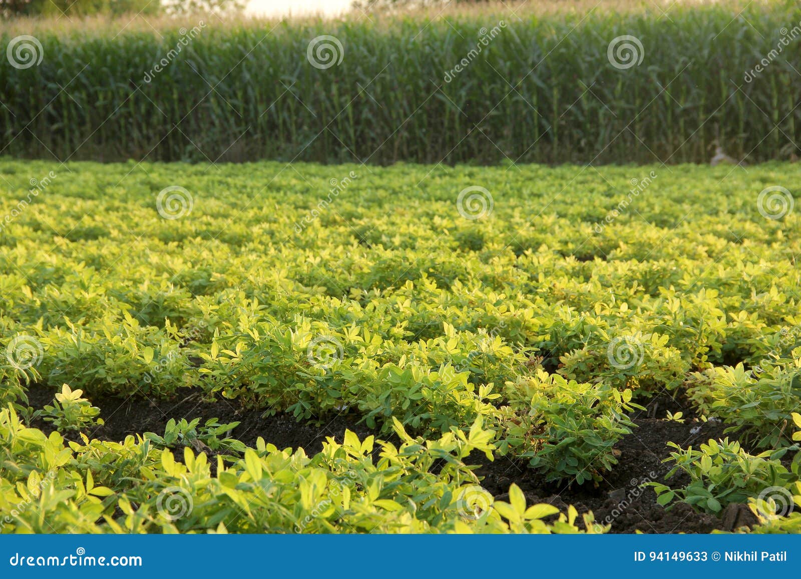 Ground Nuts Farm stock image. Image of field, healthy - 94149633
