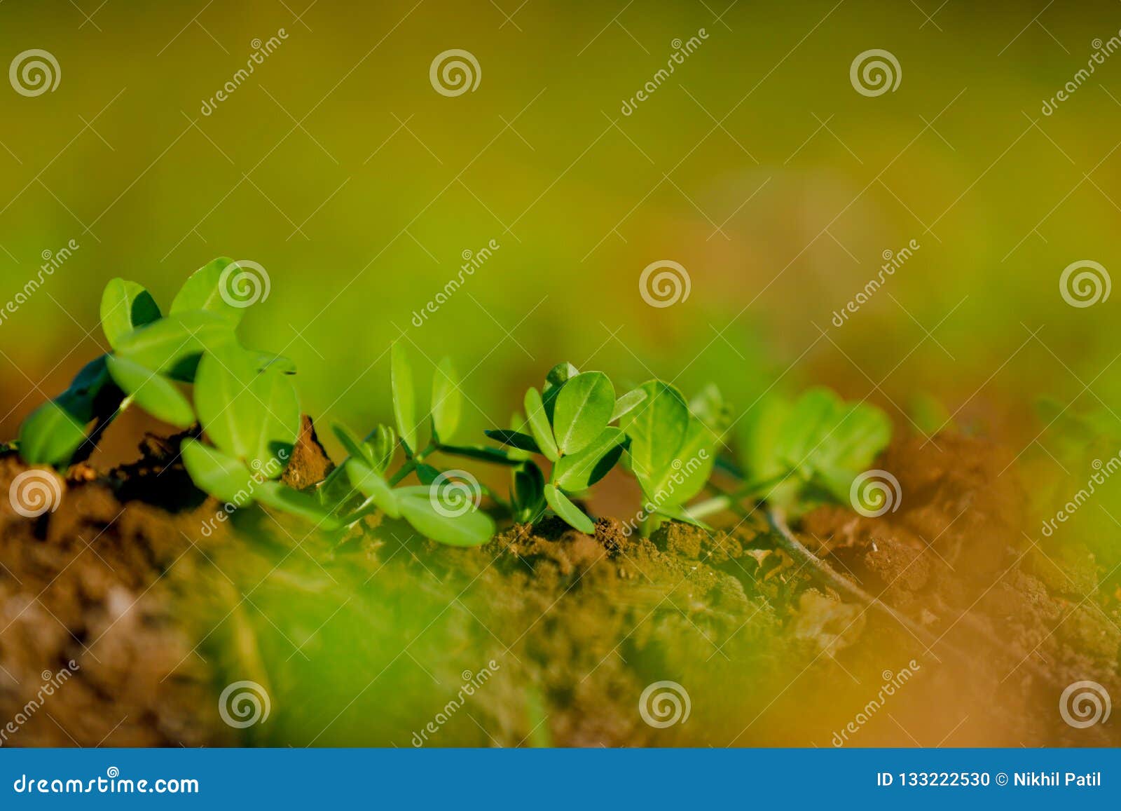 Ground Nuts Field stock photo. Image of earth, india - 133222530
