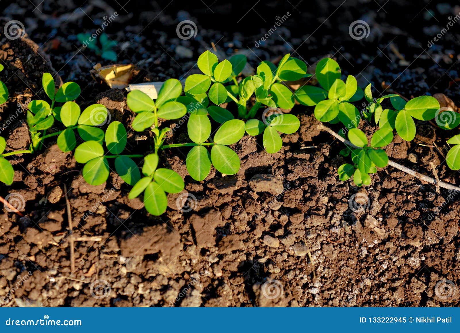 Ground Nuts Field stock image. Image of nuts, peanut - 133222945