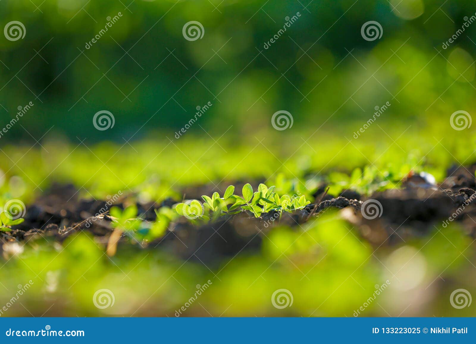 Ground Nuts Field stock image. Image of flower, field - 133223025