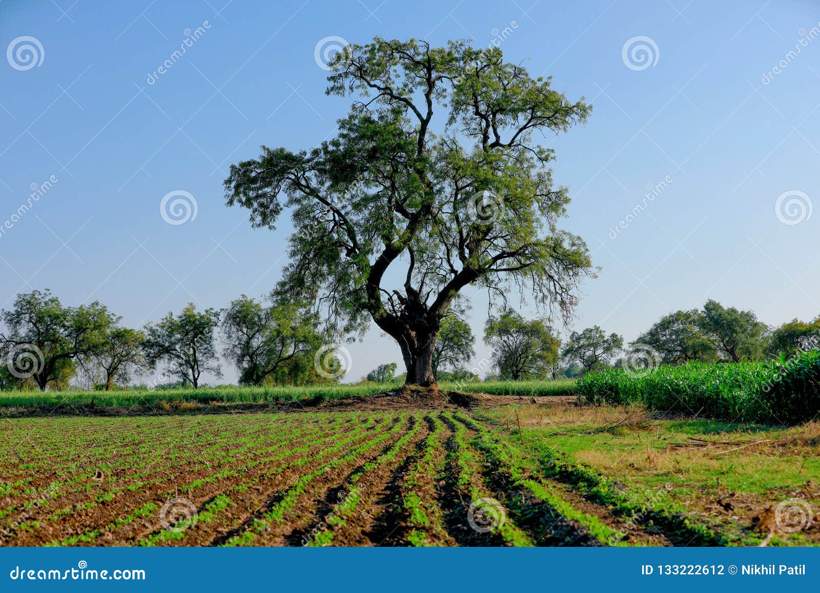 Ground Nuts Field stock photo. Image of agriculture - 133222612