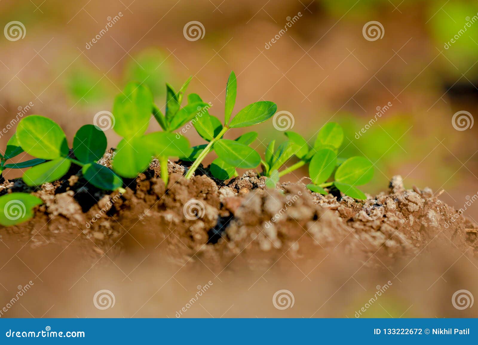 Ground Nuts Field stock photo. Image of growth, natural - 133222672