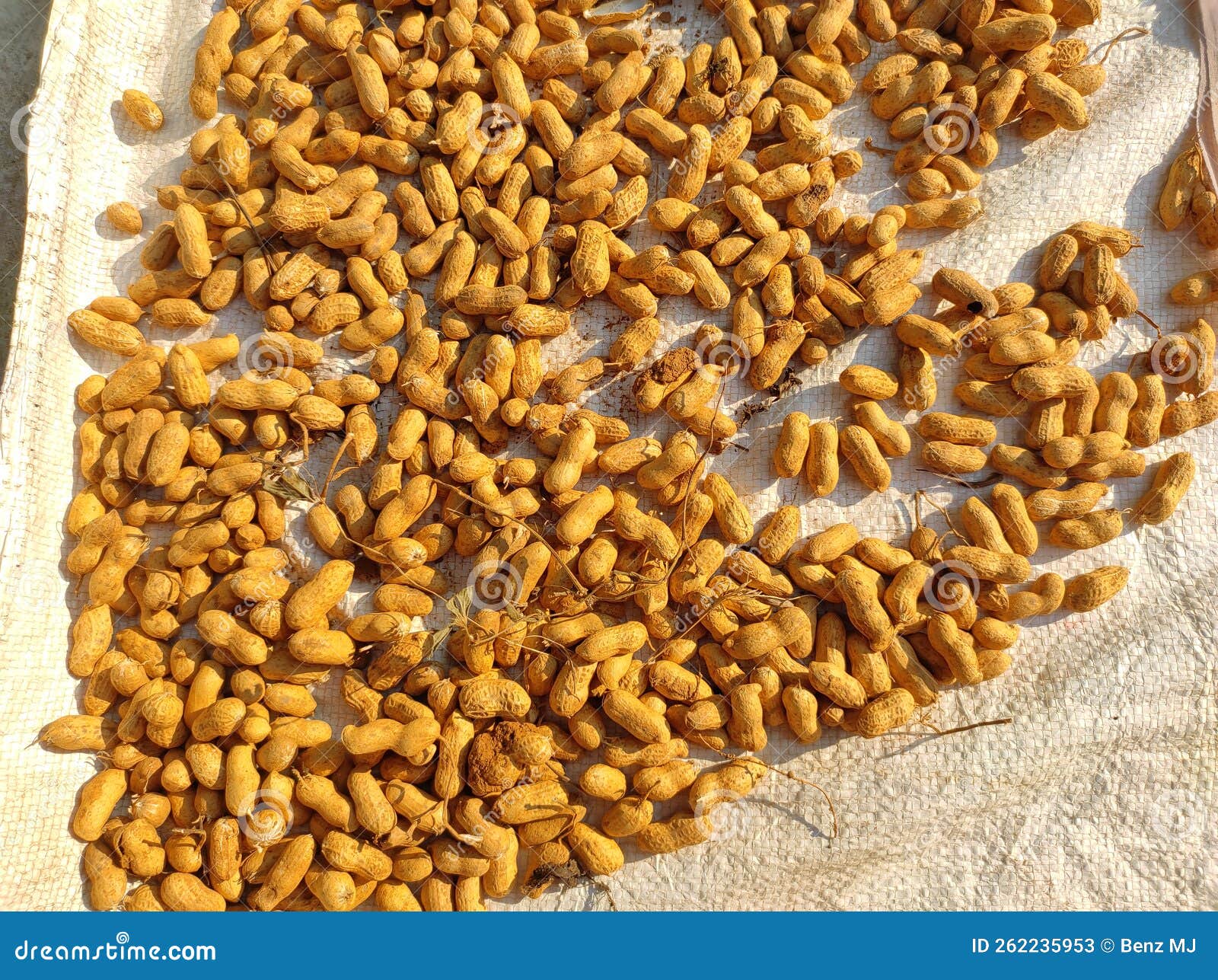 Ground Nuts or Peanuts are Dried in the Sun Stock Image - Image of ...