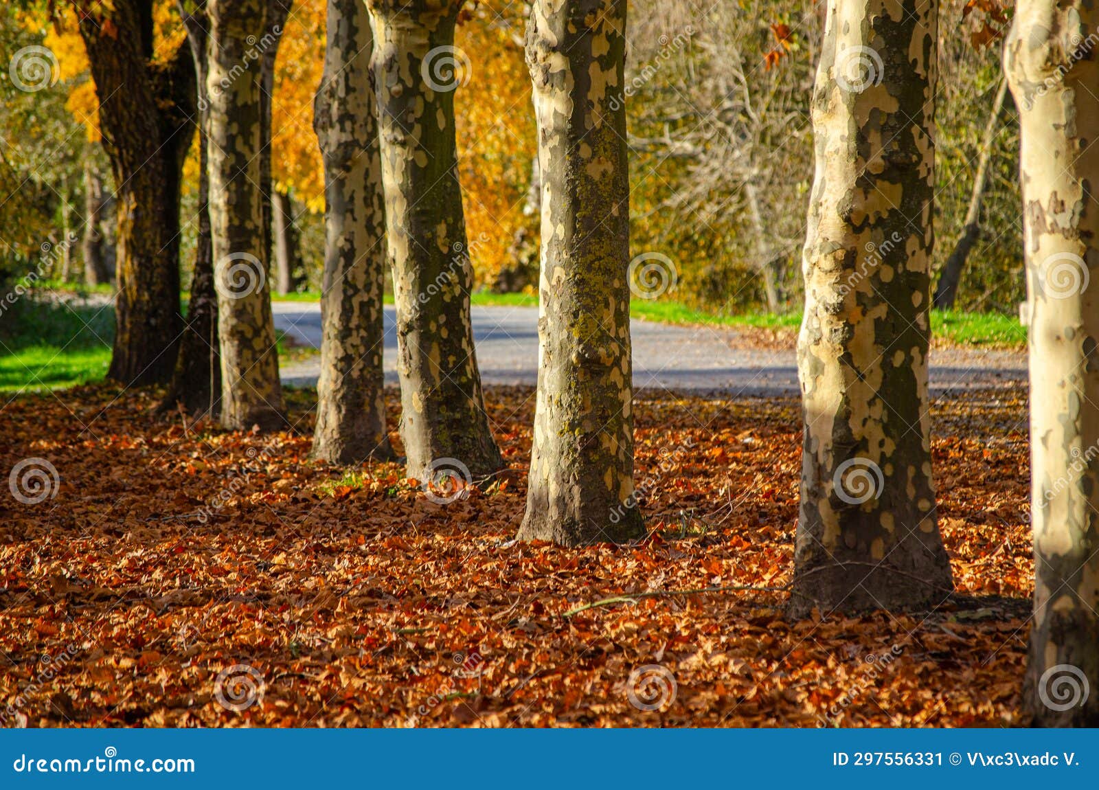 GROUND of an ORIENTAL PLANE TREES FOREST COVERED by FALLEN LEAVES in ...