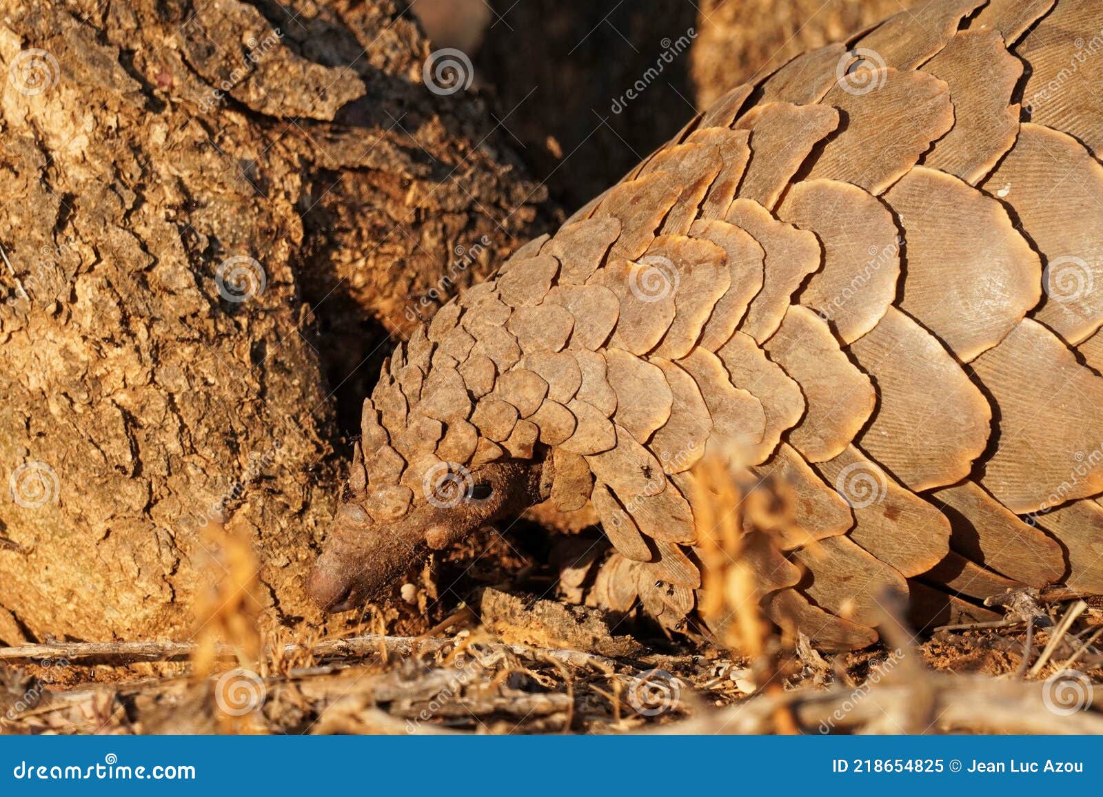 Ground Pangolin in Erindi Private Game Reserve, Namibia Stock Image ...