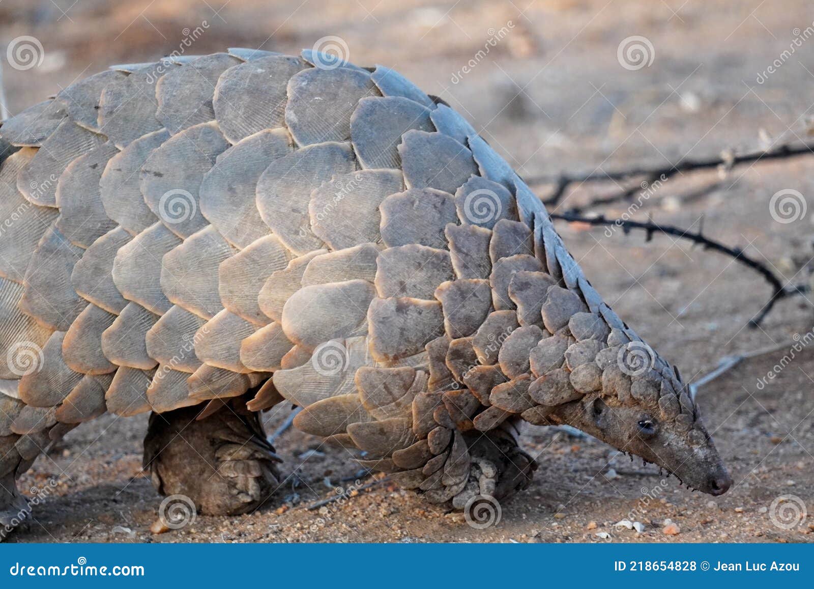 Ground Pangolin in Erindi Private Game Reserve, Namibia Stock Photo ...