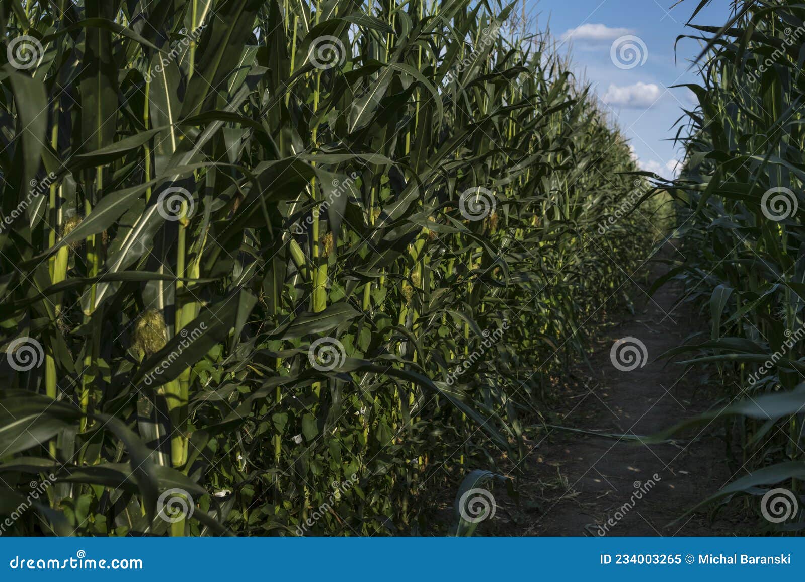 Ground Path through Corn Field Stock Image - Image of agriculture ...