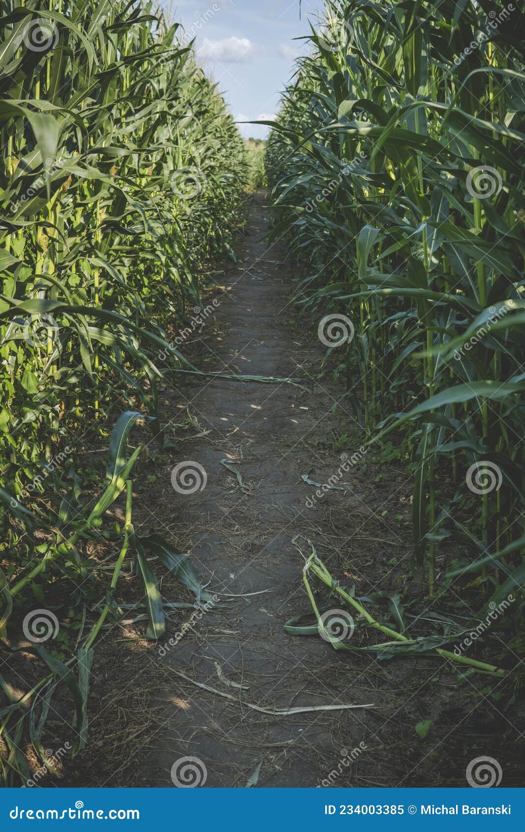 Ground Path through Corn Field Stock Image - Image of plant, corn ...