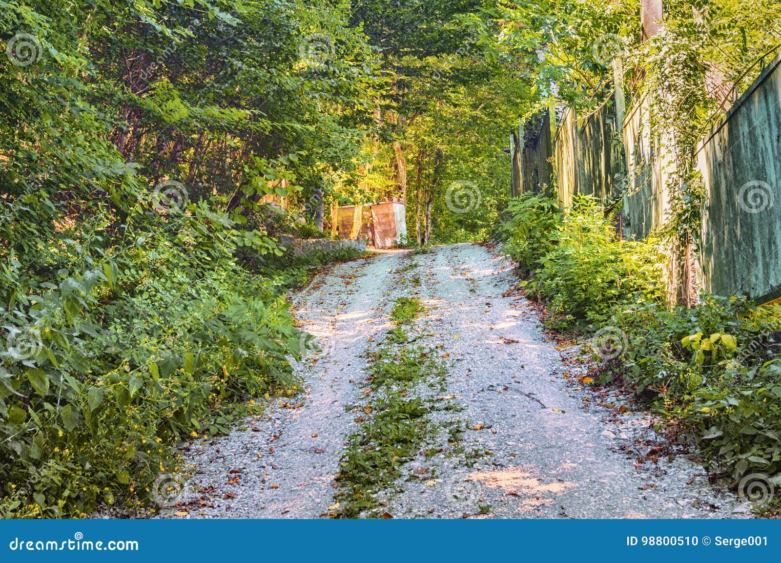 Ground path in a forest stock photo. Image of peace, dark - 98800510
