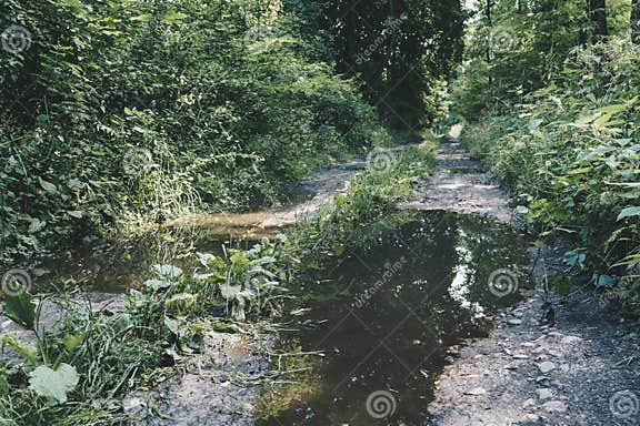 Ground Path through a Forest with Puddles after Rain Stock Photo ...