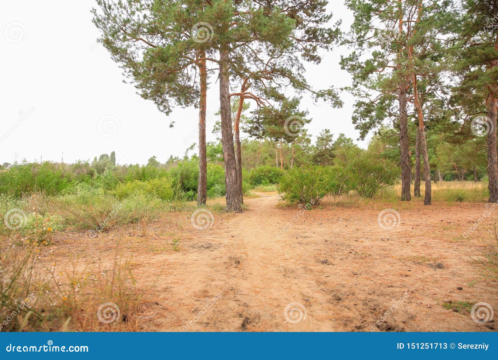 Ground Pathway in Beautiful Park Stock Image - Image of journey, road ...