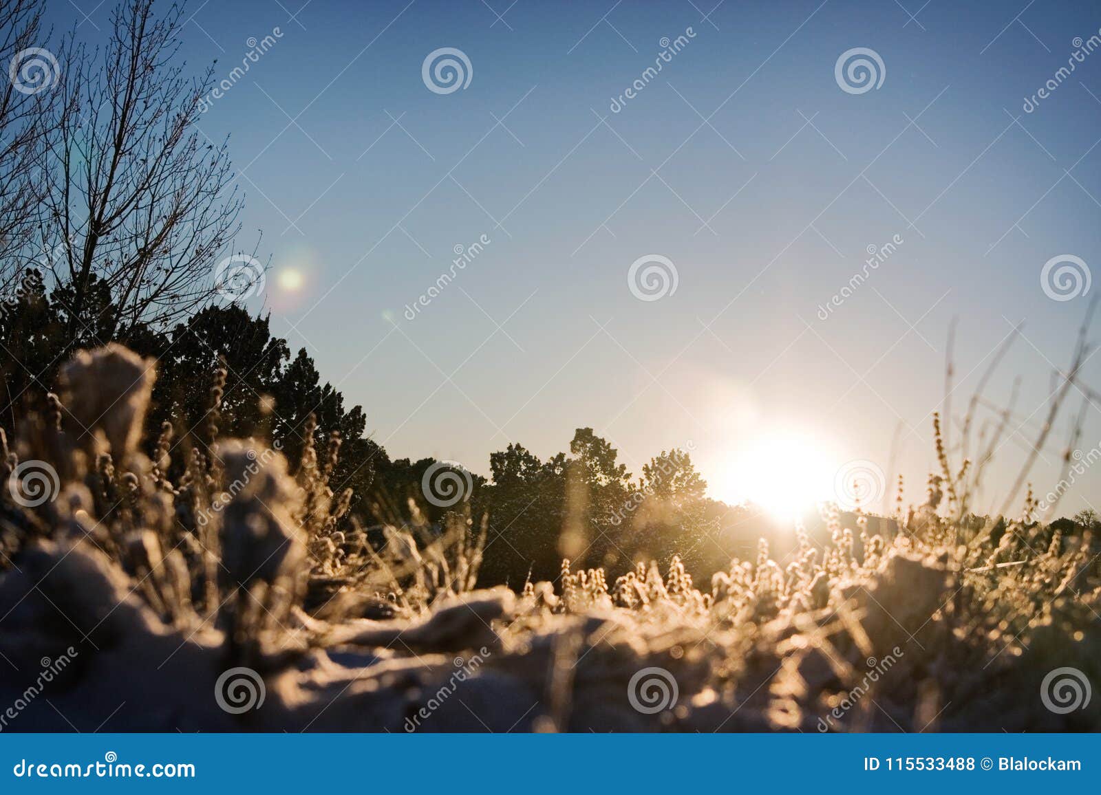 Dawn in the snow stock photo. Image of grass, weeds - 115533488