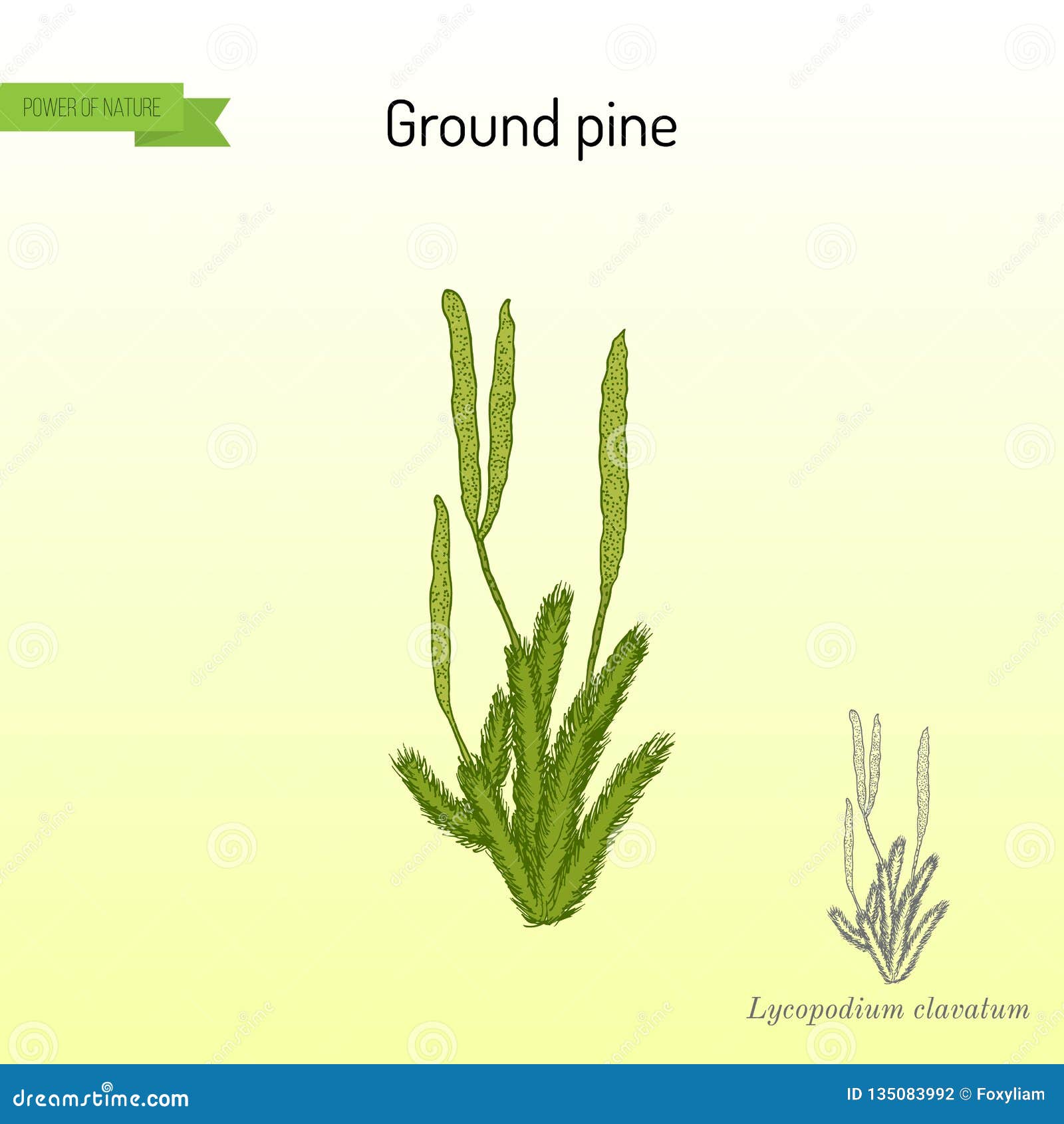Moss Ground Albedo Map, Diffuse Map Texture Royalty-Free Stock Photo ... Moss Ground Albedo Map, Diffuse Map Texture Royalty-Free Stock Photo ...