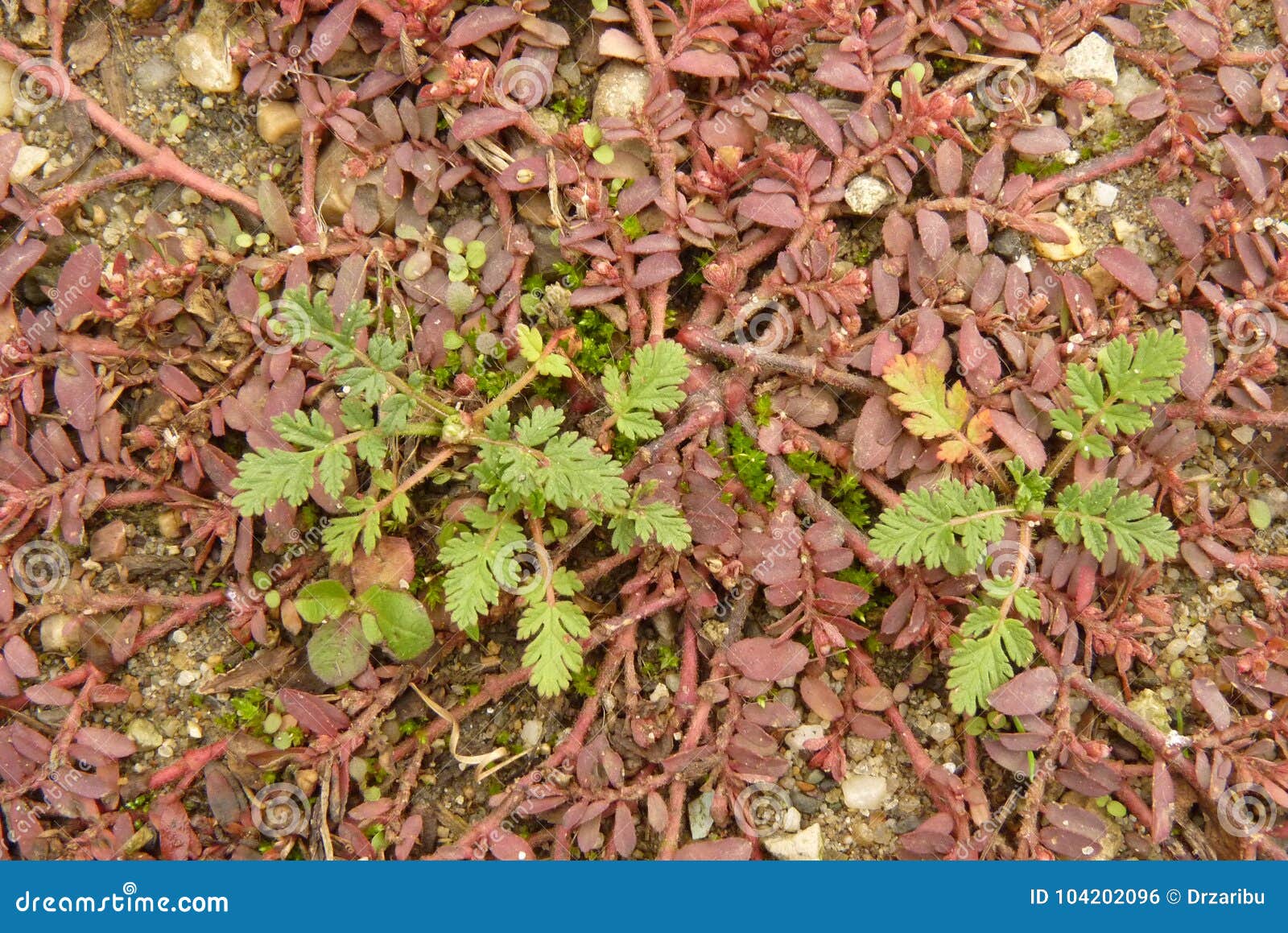 The Ground Plant Covered the Surface Stock Photo - Image of flower ...