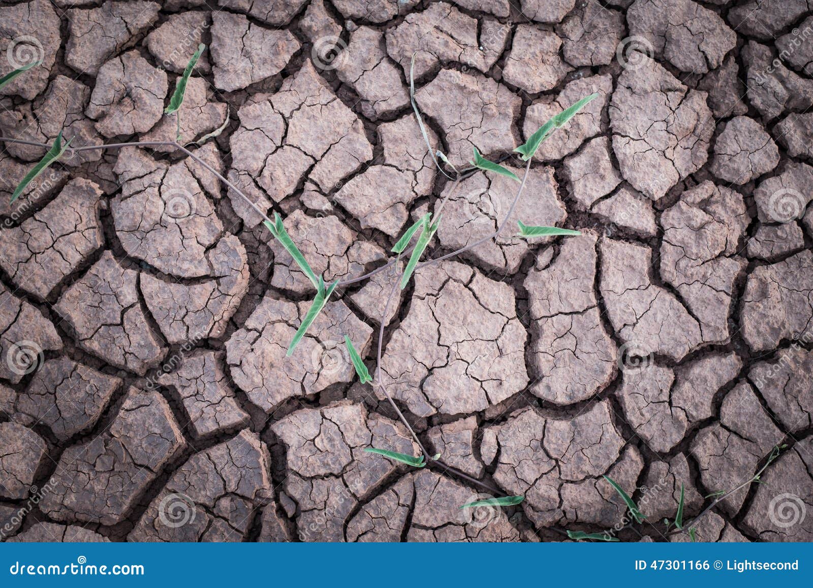 The ground stock photo. Image of detail, dryness, plant - 47301166