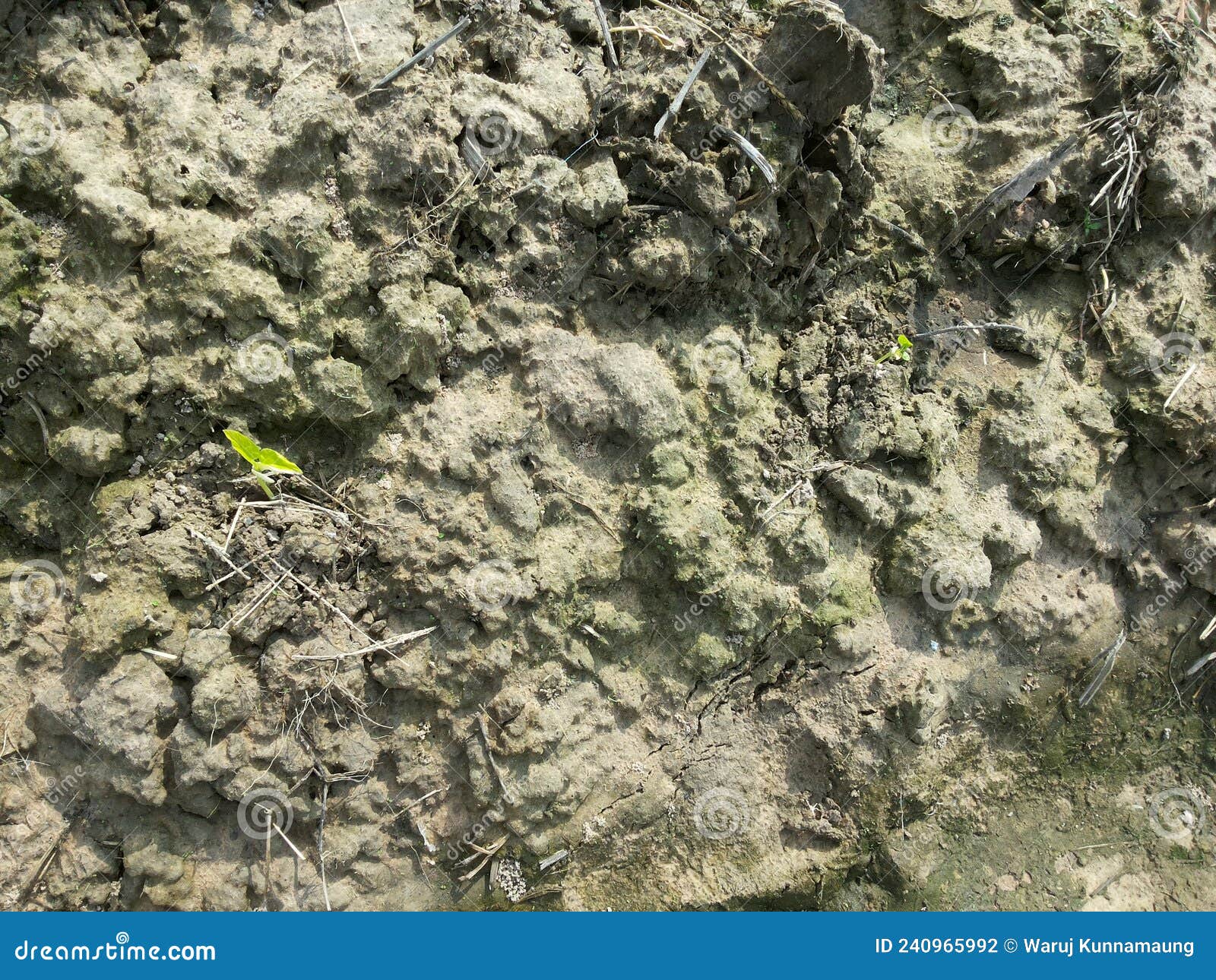 The Ground in the Planting Plot. Stock Photo - Image of moist, wall ...
